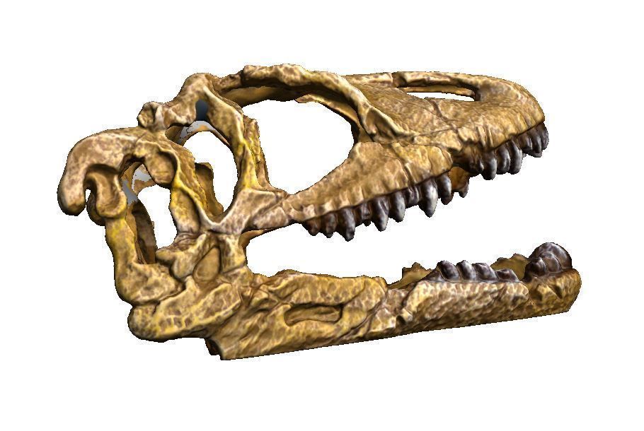 dinosaur skull 2 3D model 3D printable | CGTrader