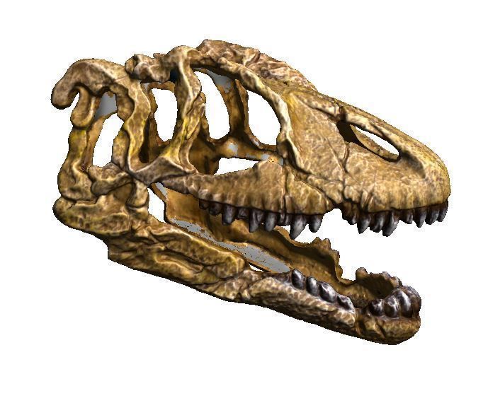 dinosaur skull 2 3D model 3D printable | CGTrader