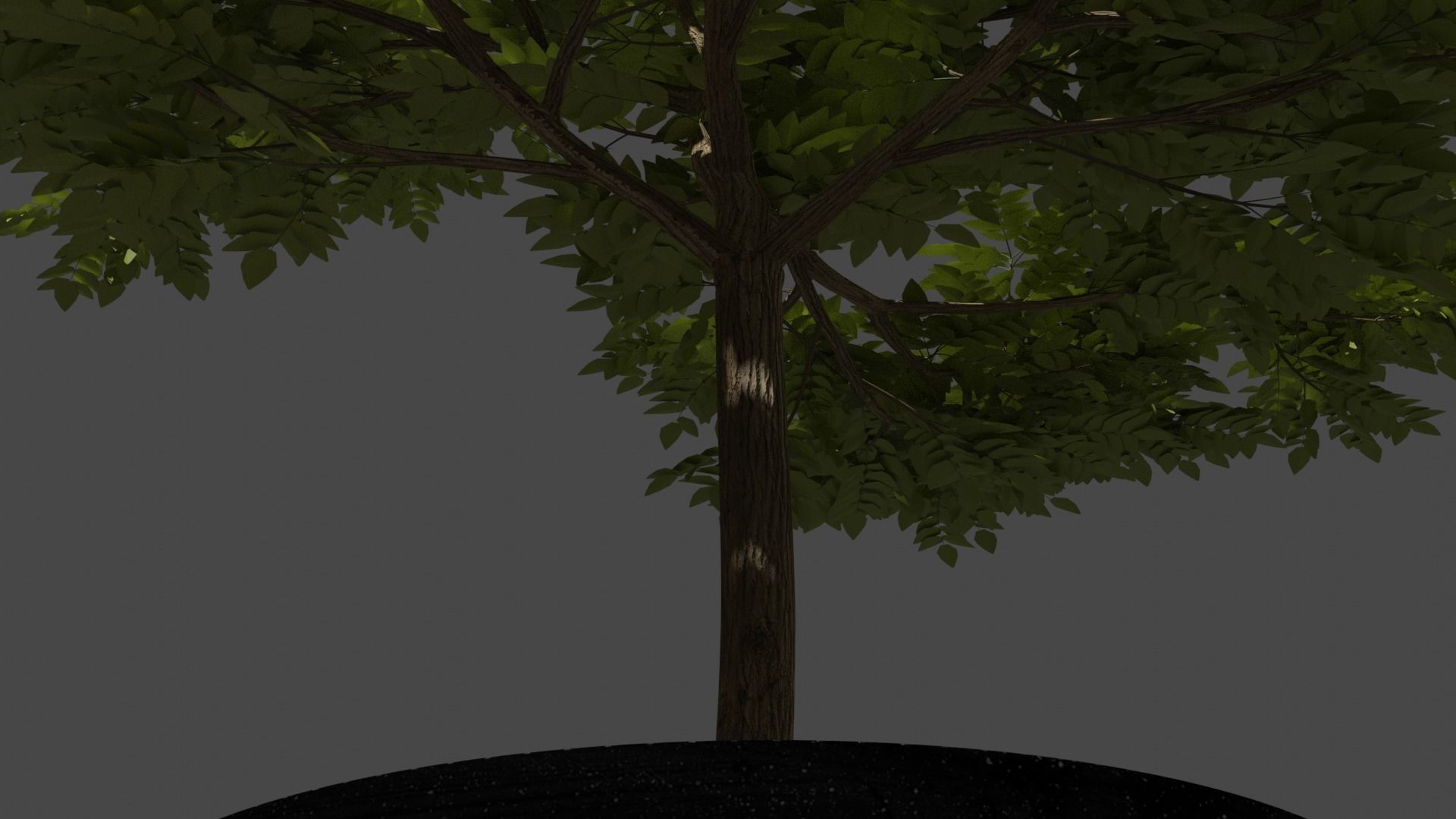 Tree in a pot free VR / AR / low-poly 3D model | CGTrader