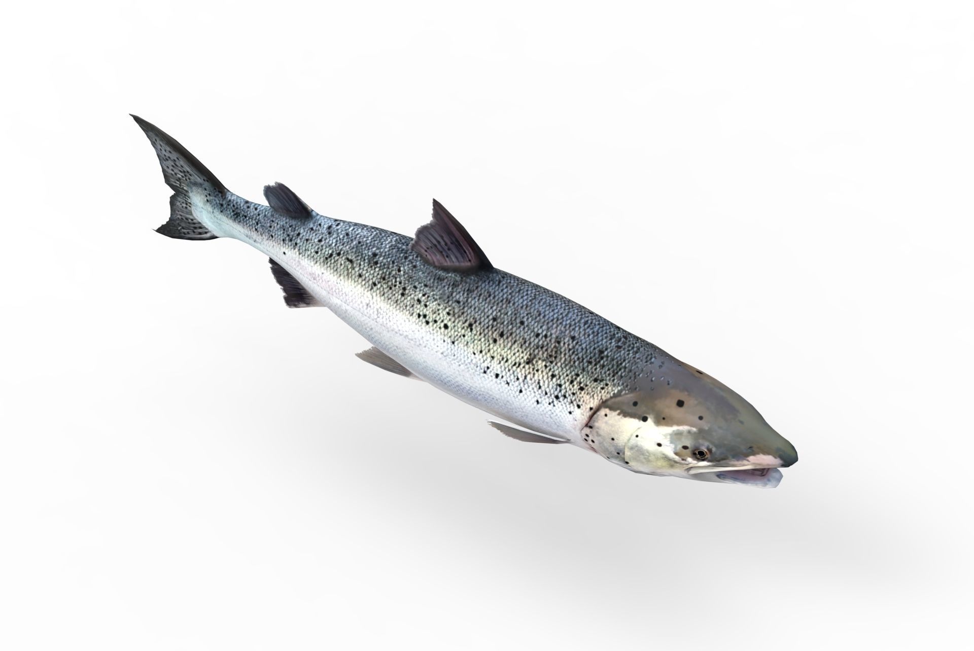 Salmon fish 3D model | CGTrader