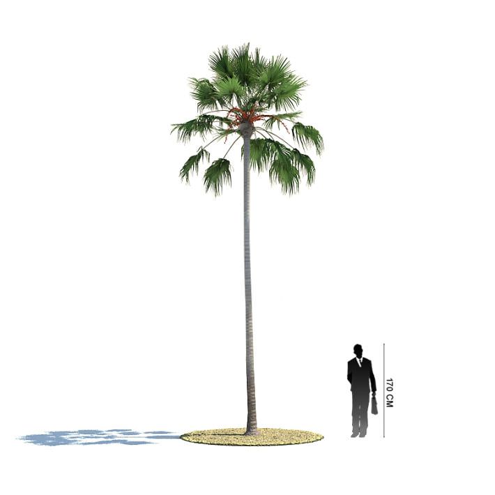 Tall Palm Tree 3D model | CGTrader