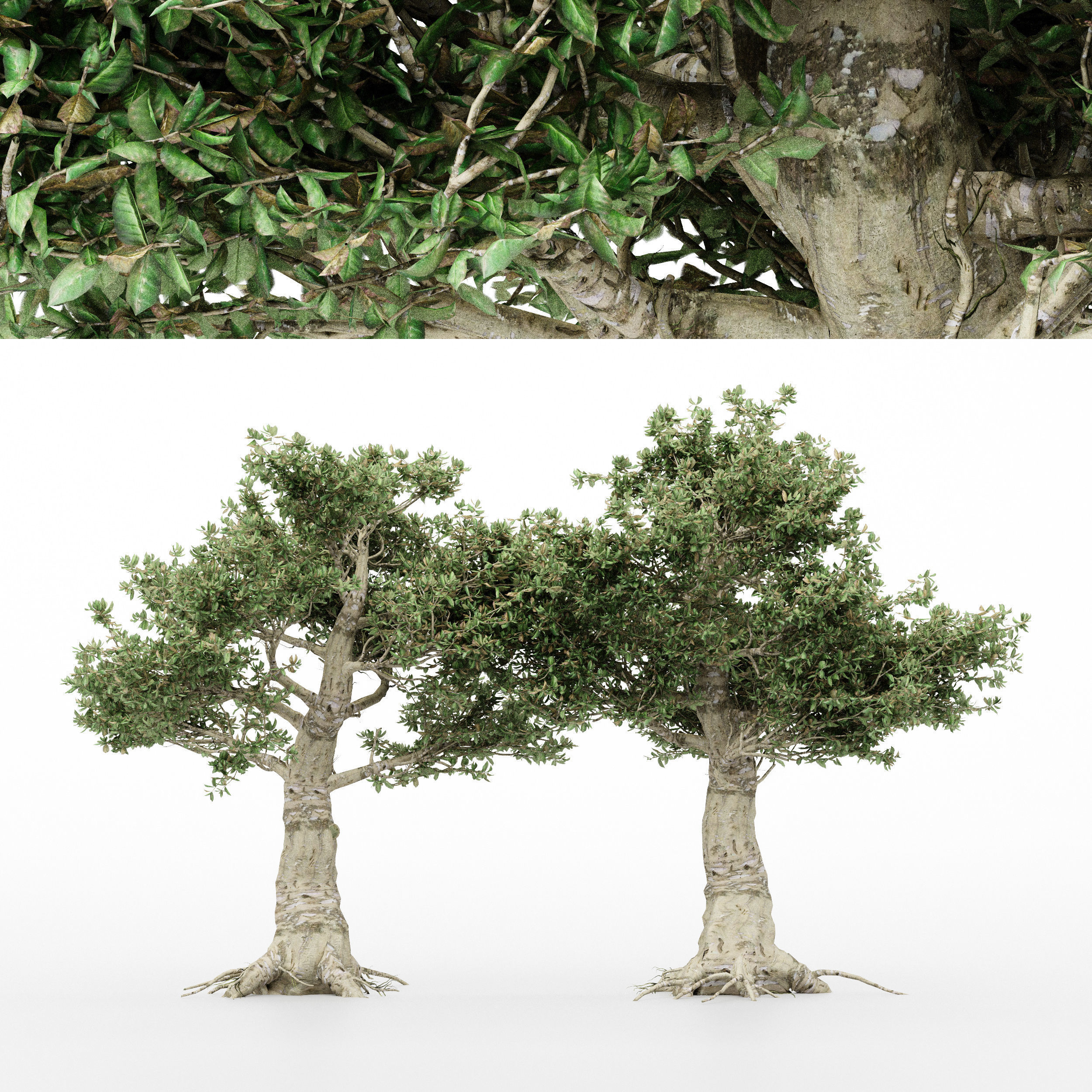 5 diffrent tree Kingsville wood free 3D model | CGTrader