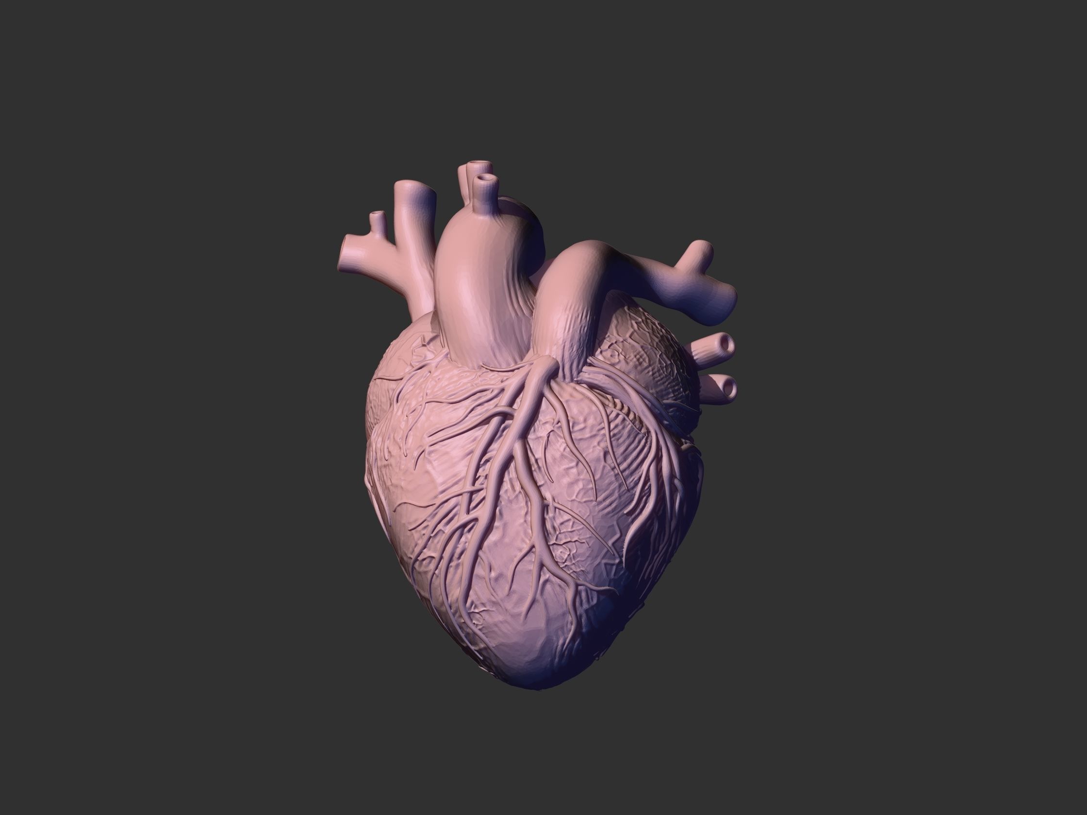 HEART ANATOMY 3D model 3D printable | CGTrader