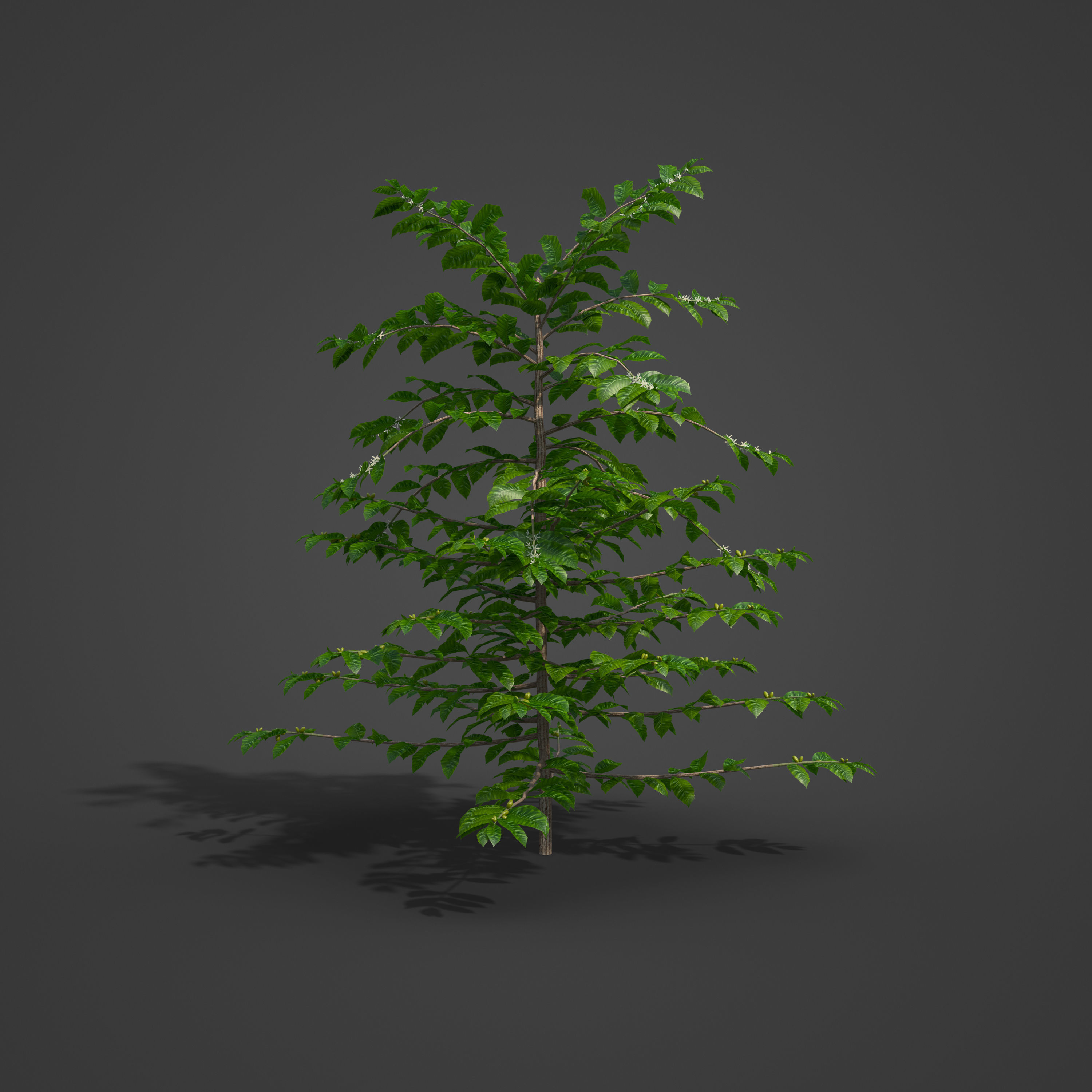 2021 PBR Coffee Collection - Coffea Arabica 3D model | CGTrader