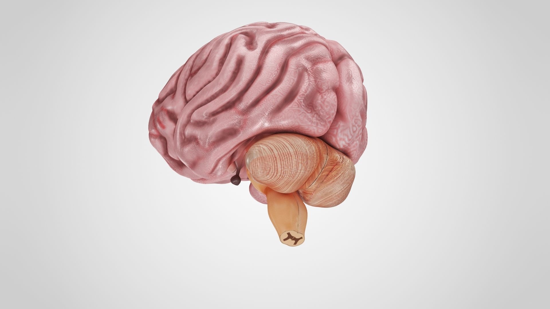 3D model Full Brain Anatomy VR / AR / low-poly | CGTrader