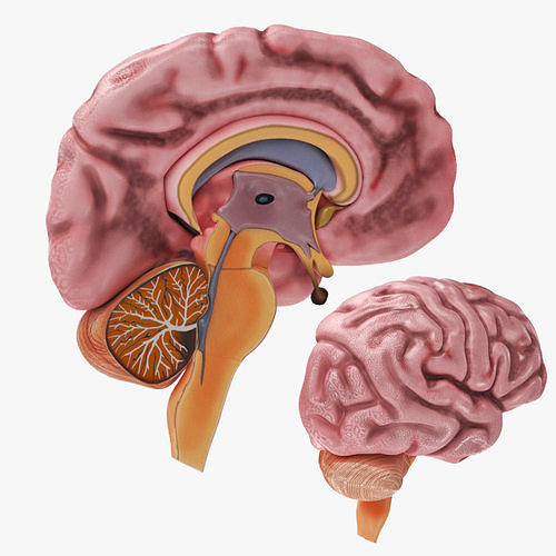 3D model Full Brain Anatomy VR / AR / low-poly | CGTrader