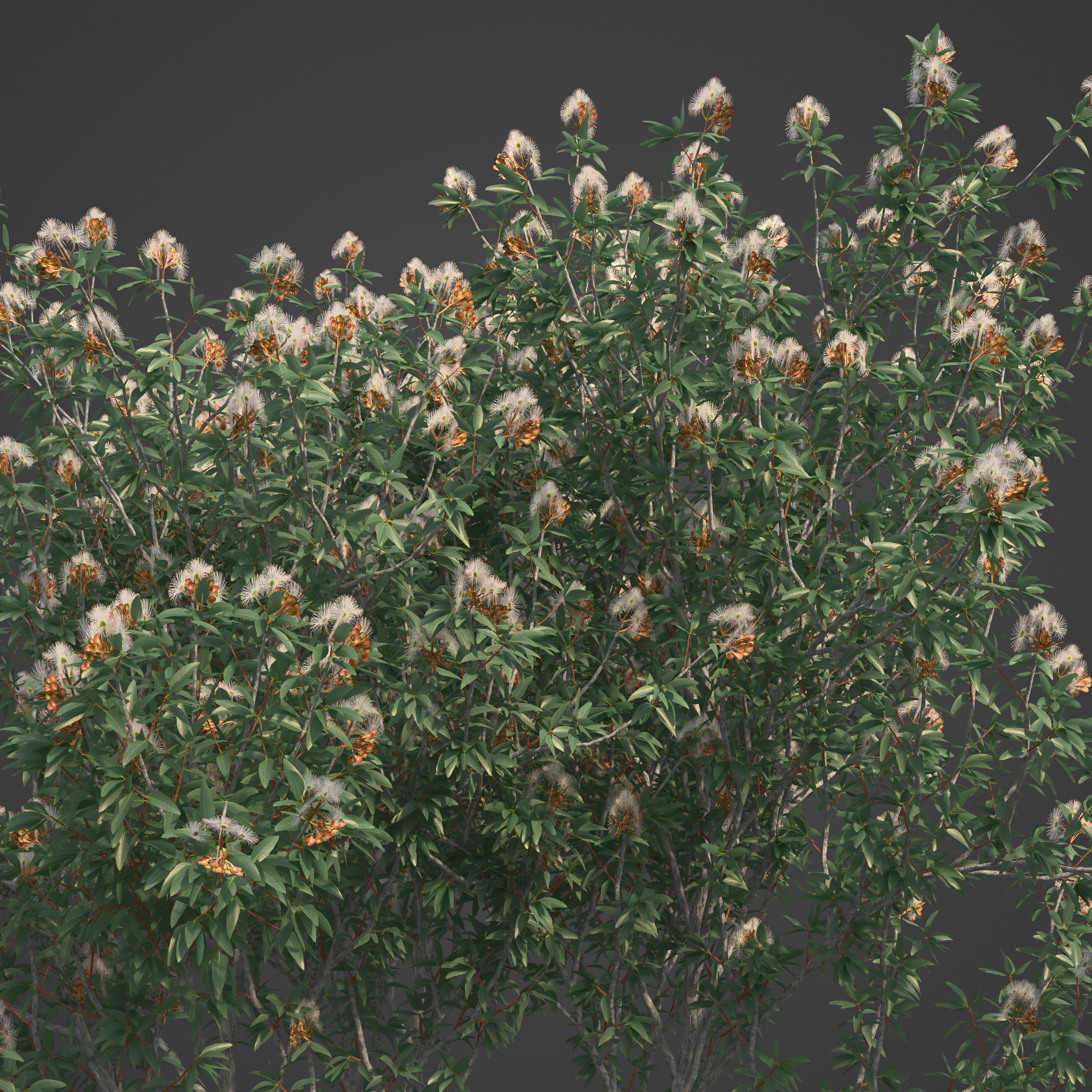 2021 PBR White Mallee Collection - Eucalyptus Dumosa 3D model | CGTrader