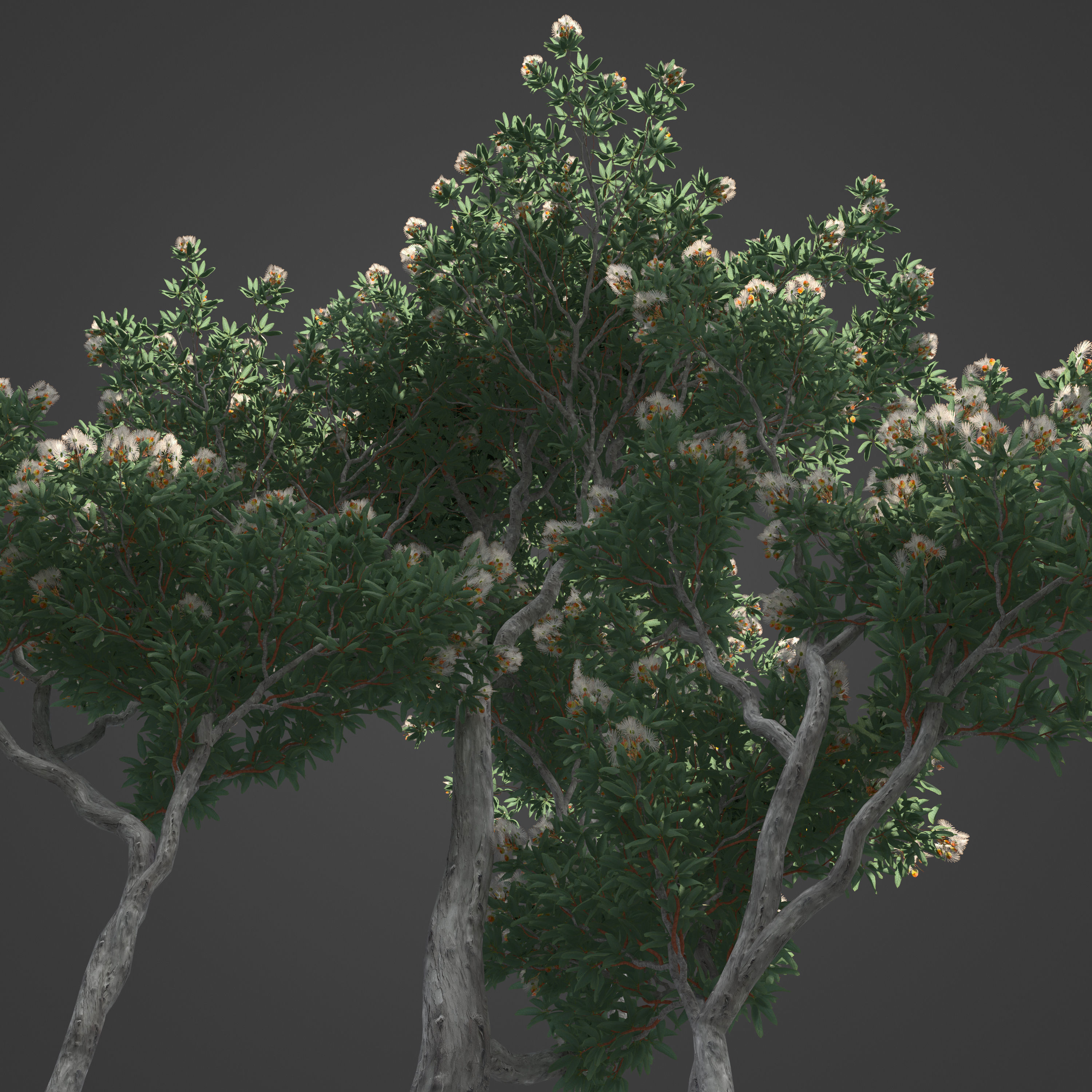 2021 PBR White Mallee Collection - Eucalyptus Dumosa 3D model | CGTrader
