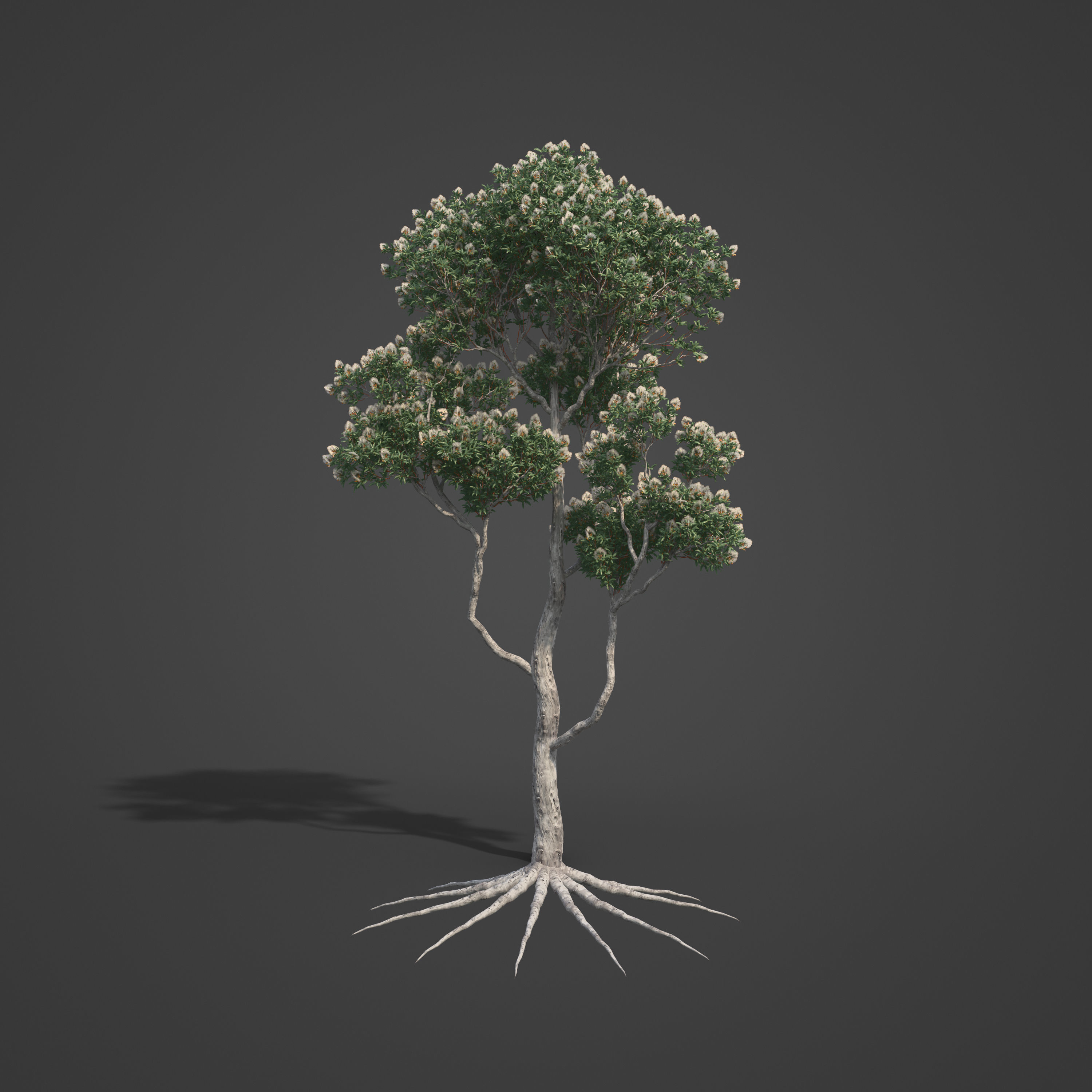 2021 PBR White Mallee Collection - Eucalyptus Dumosa 3D model | CGTrader