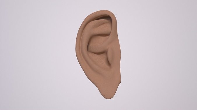 3D model Human Ear VR / AR / low-poly | CGTrader