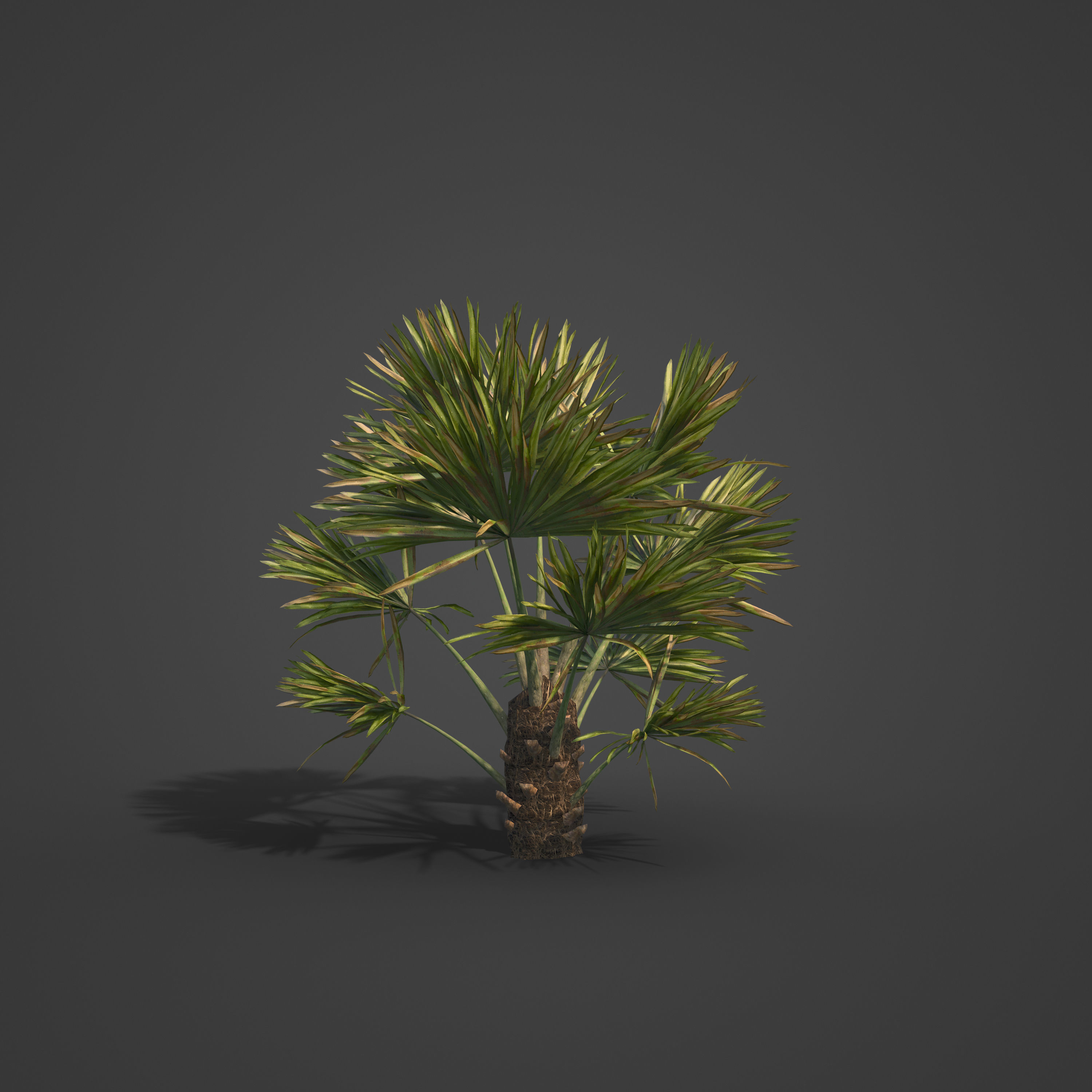 2021 PBR Chinese Windmill Palm - Trachycarpus Fortunei 3D model | CGTrader