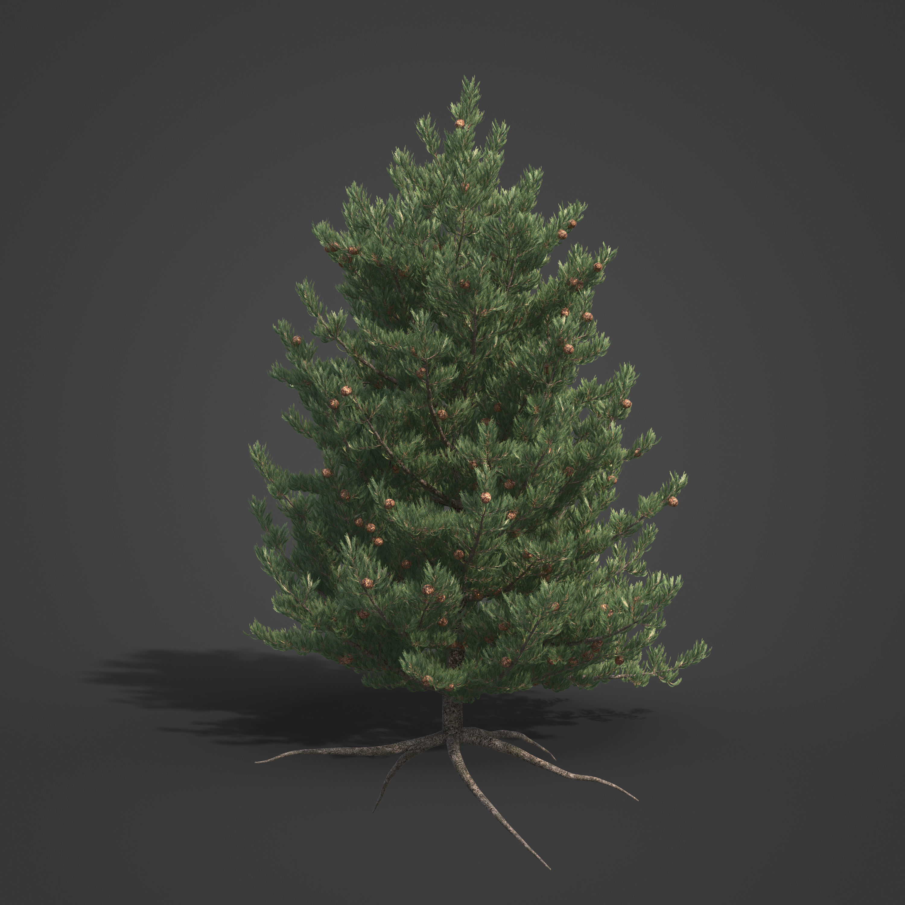2021 PBR Pinyon Pine Collection - Pinus Edulis 3D model | CGTrader