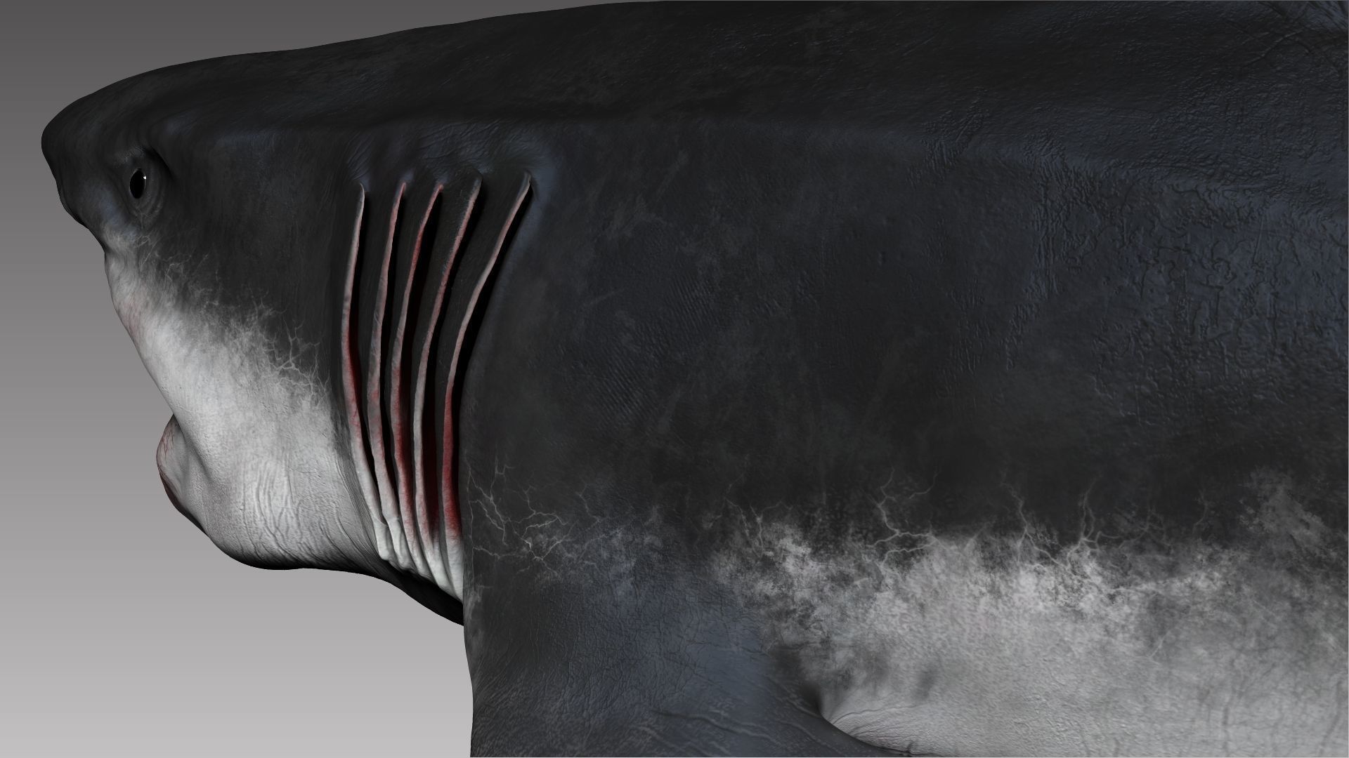 Megalodon SCULPT Project 3D model | CGTrader