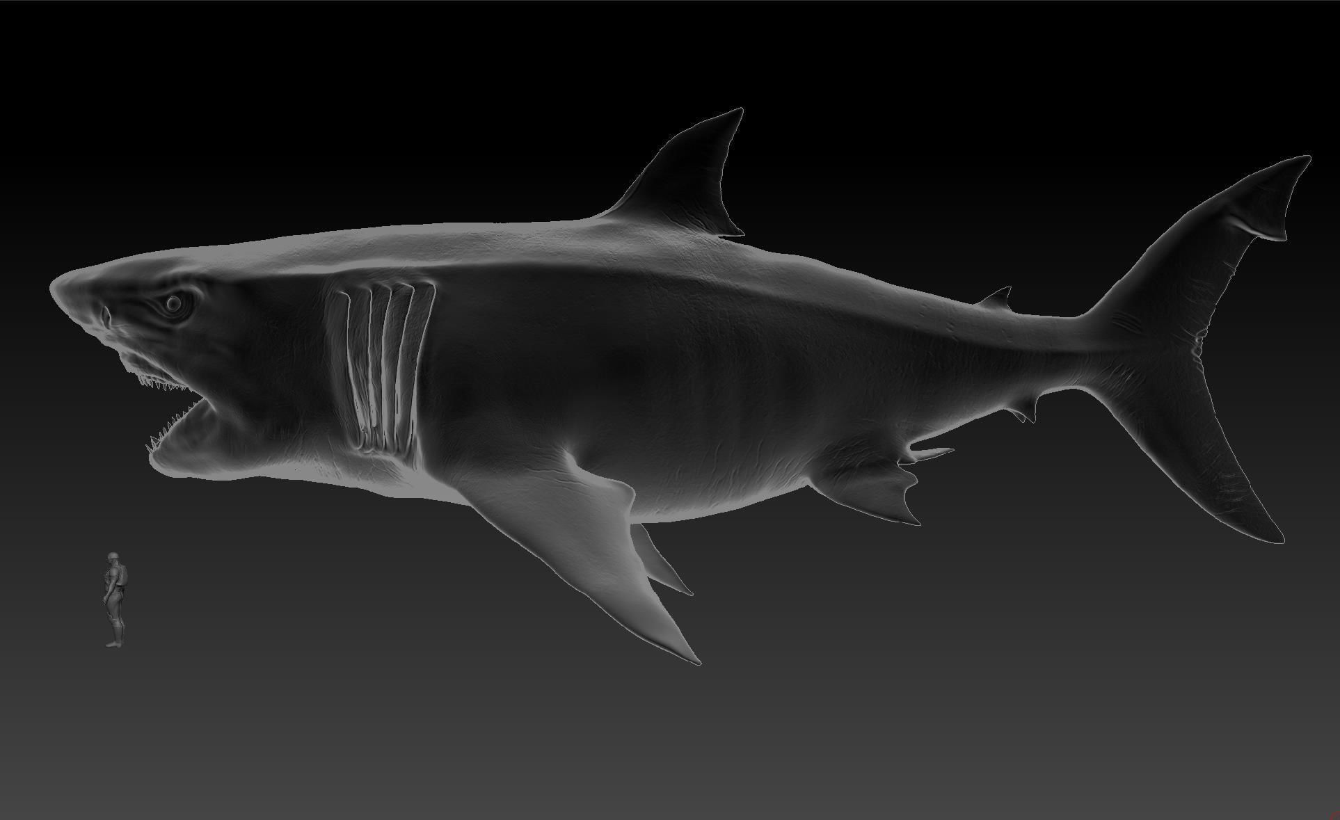 Megalodon SCULPT Project 3D model | CGTrader
