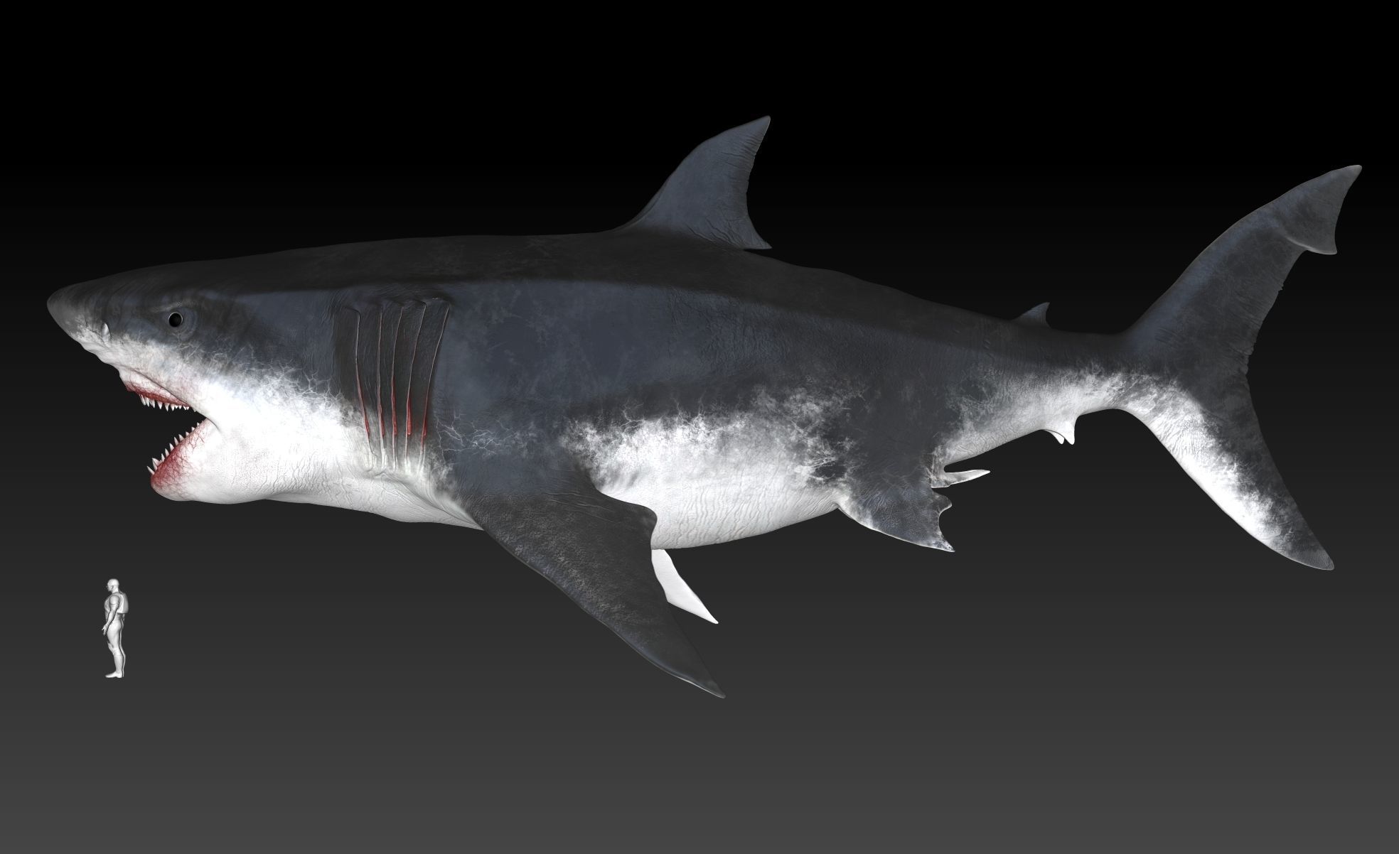 Megalodon SCULPT Project 3D model | CGTrader