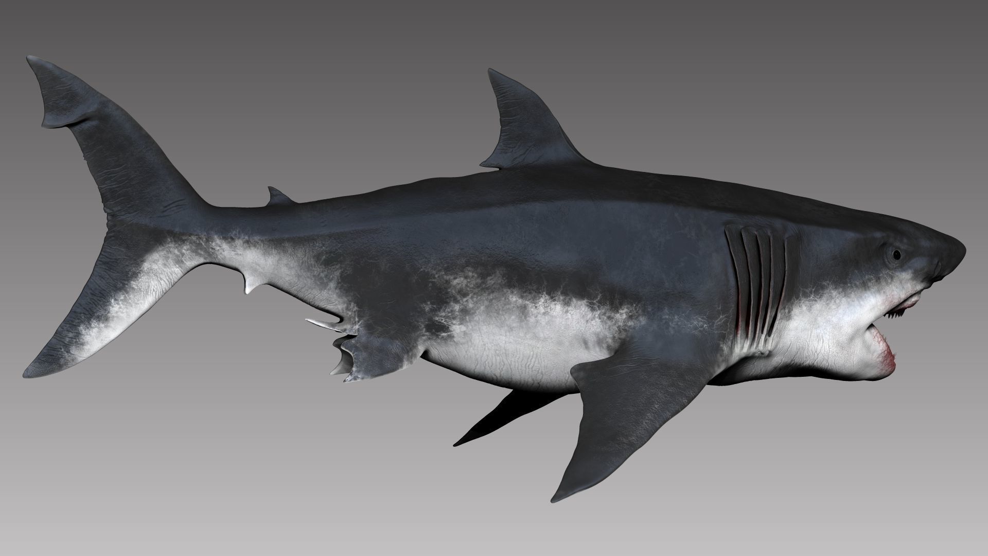 Megalodon SCULPT Project 3D model | CGTrader