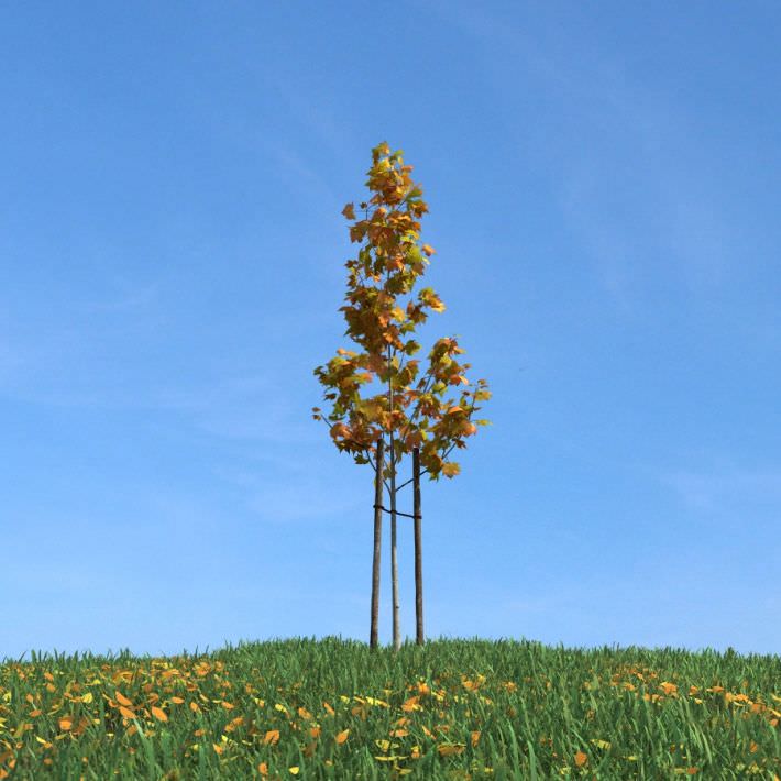 Young Tree With Supports 3D model | CGTrader