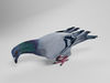 3D model Pigeon VR / AR / low-poly rigged animated | CGTrader