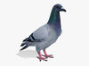 3D model Pigeon VR / AR / low-poly rigged animated | CGTrader