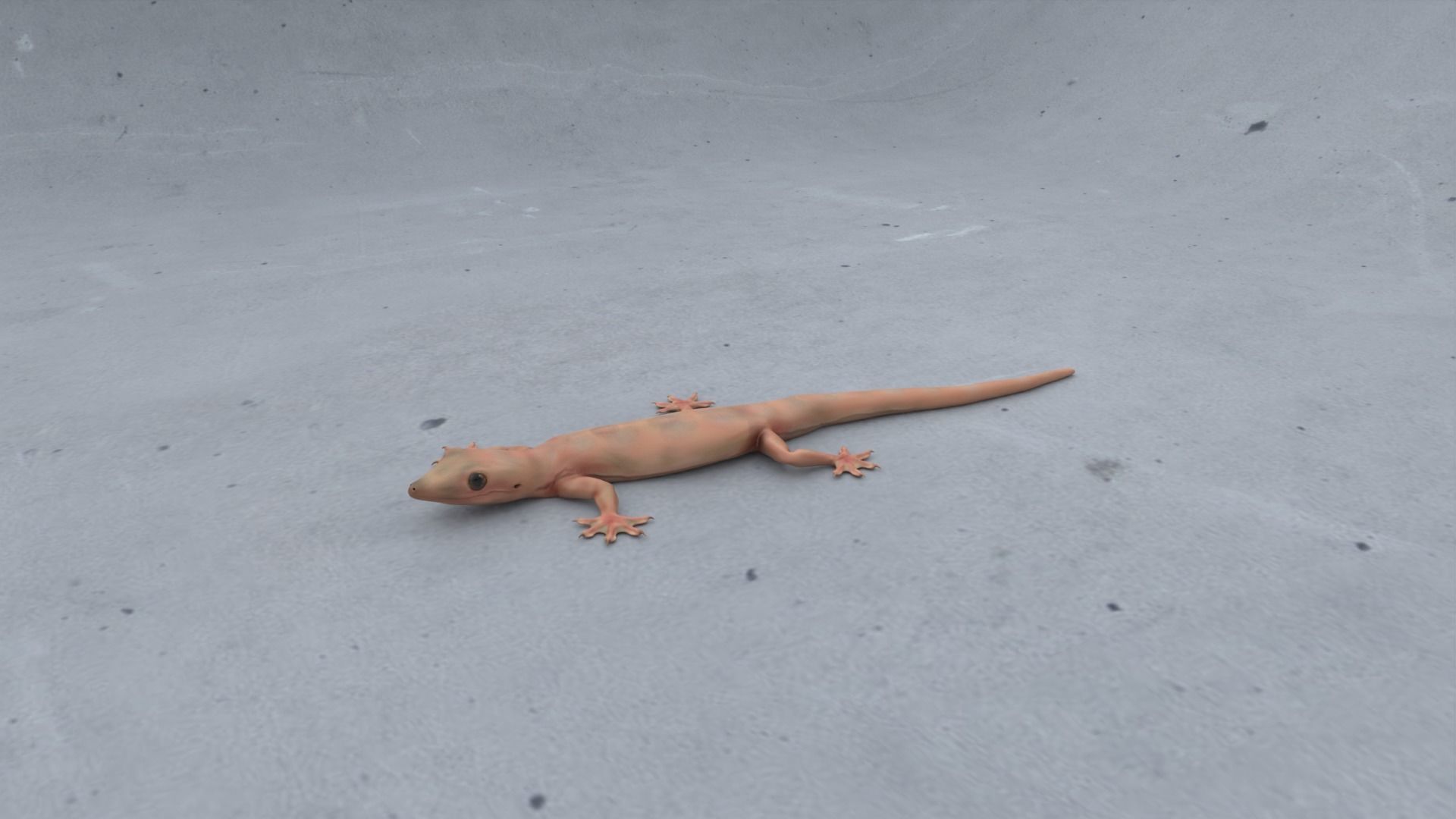 3D model Wall Gecko VR / AR / low-poly | CGTrader