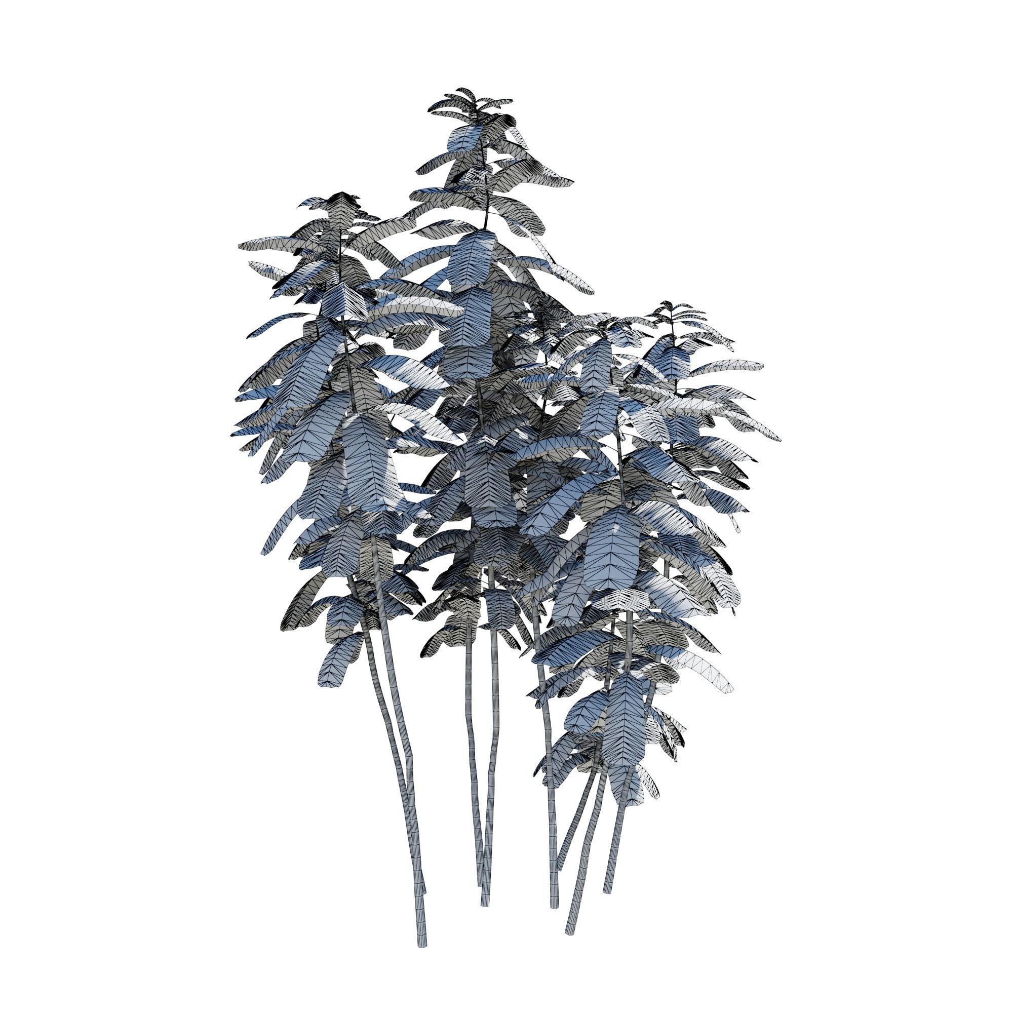 Young Jacaranda Mimosifolia free 3D model rigged | CGTrader