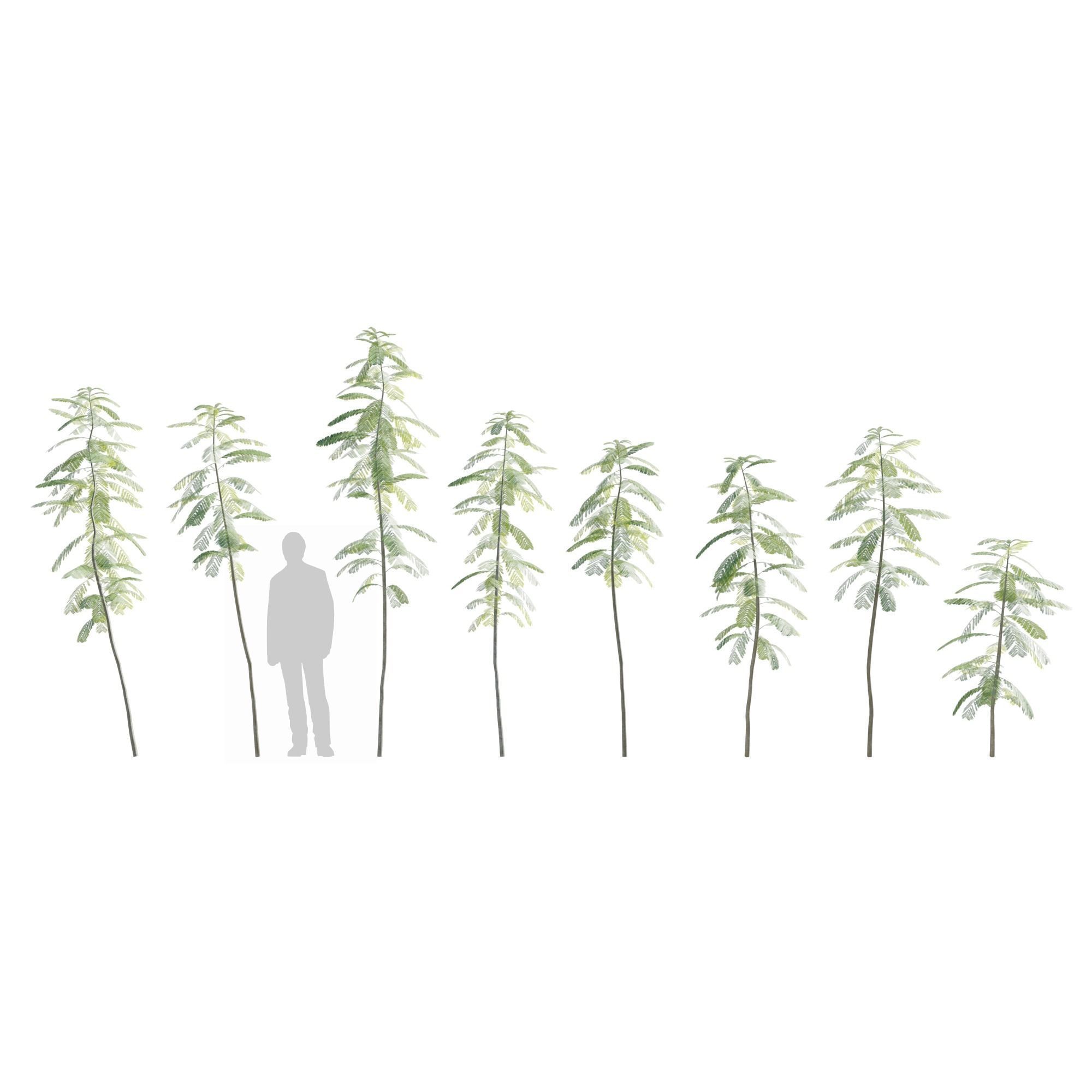 Young Jacaranda Mimosifolia free 3D model rigged | CGTrader