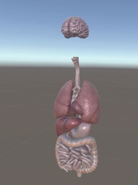 3D model Internal organs VR / AR / low-poly | CGTrader