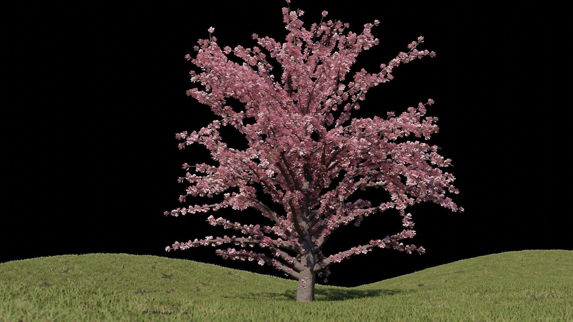 Cherry Blossom Tree 3D Model 3D model | CGTrader