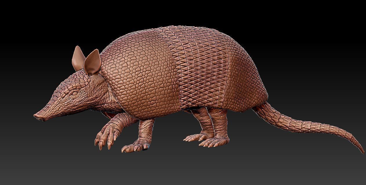 Armadillo Dasypus novemcinctus 3D model 3D printable | CGTrader