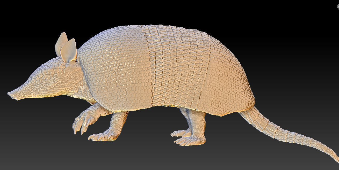 Armadillo Dasypus novemcinctus 3D model 3D printable | CGTrader