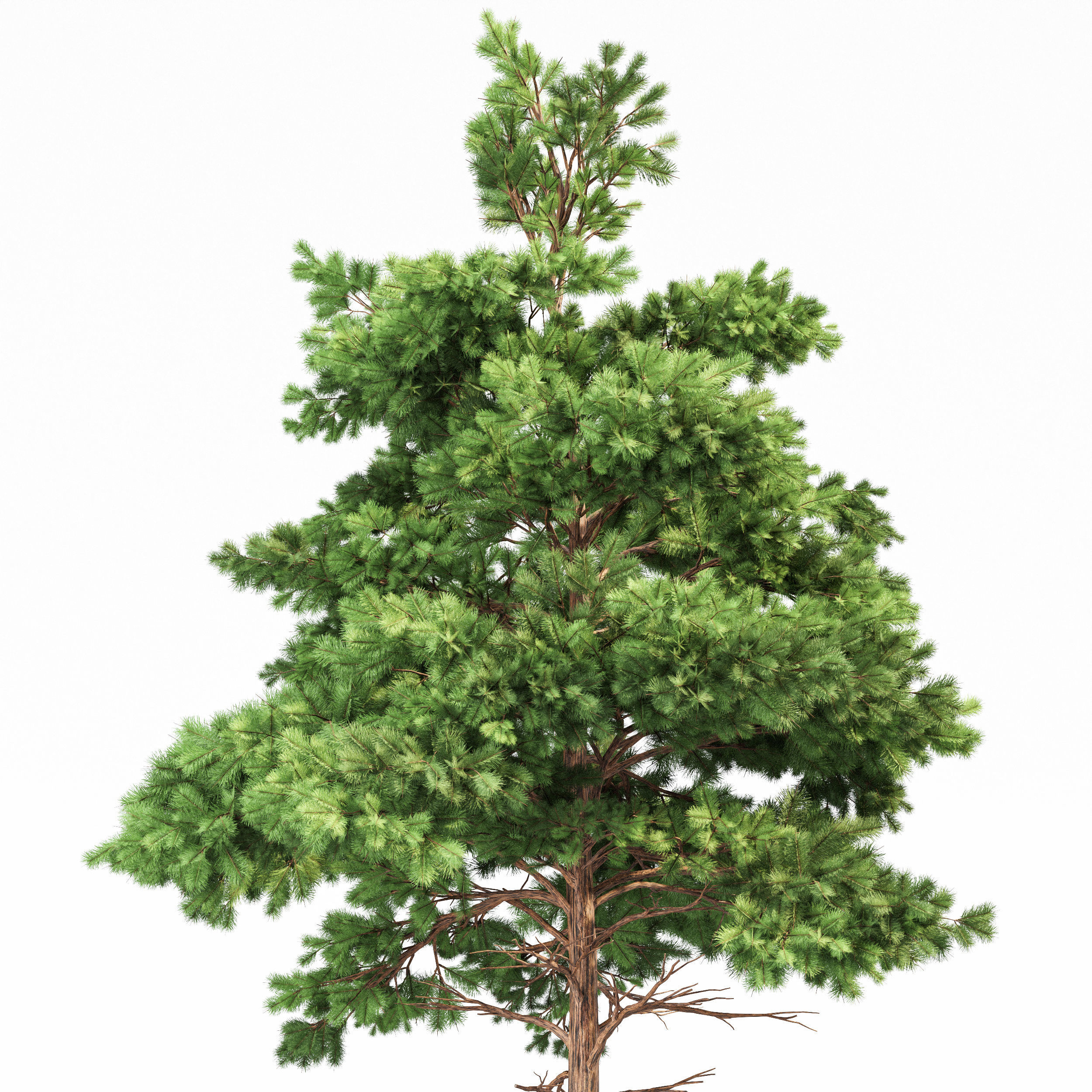 2tree Pine Planting Whaite Gray alder alnus incana free 3D model | CGTrader