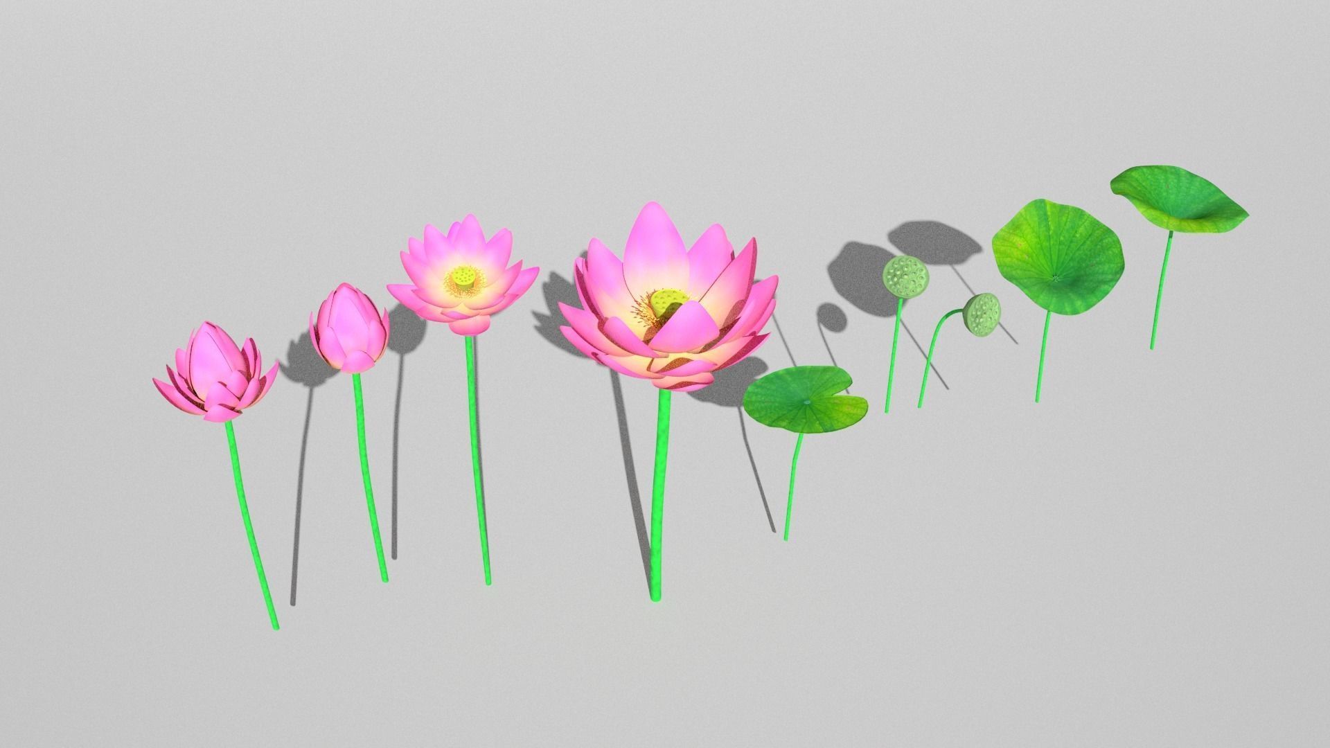3D model 3D Lotus Flower collection low poly PBR 3D model VR / AR / low ...