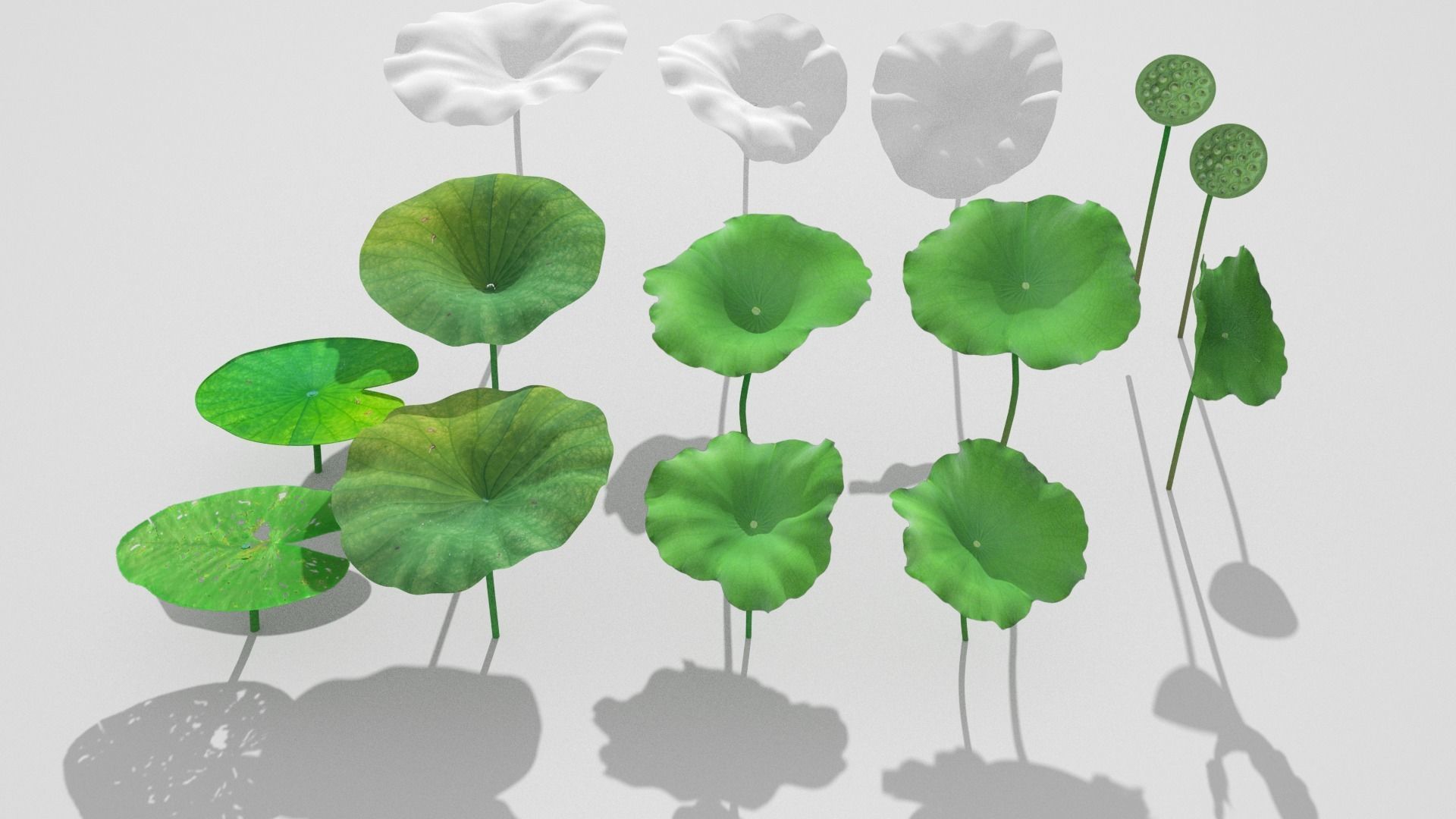 3D model 3D Lotus Flower collection low poly PBR 3D model VR / AR / low ...