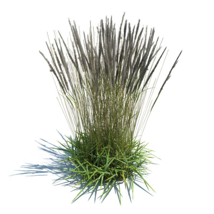 Prairie Grass Patch 3D model | CGTrader
