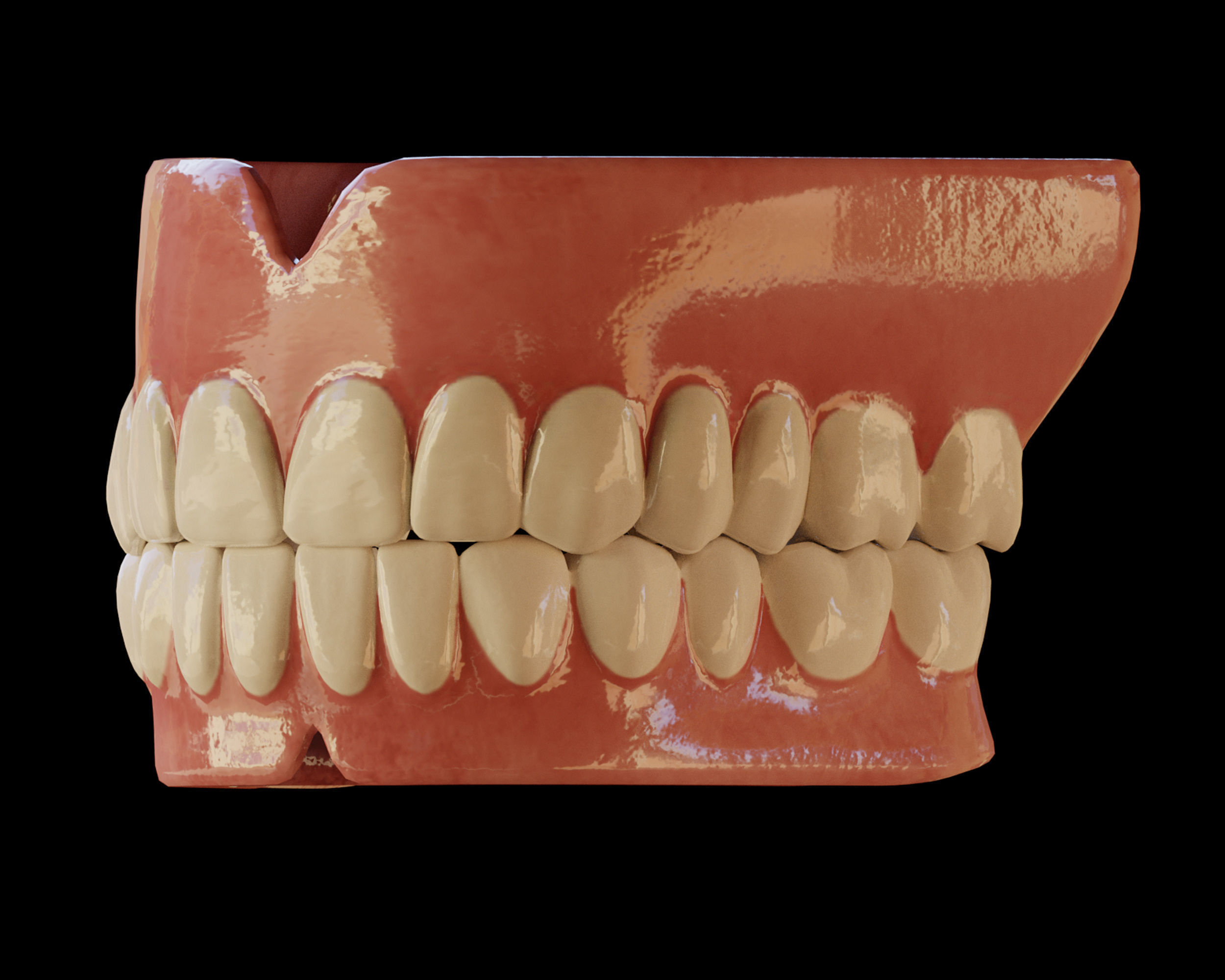 Human Teeth 3D model | CGTrader