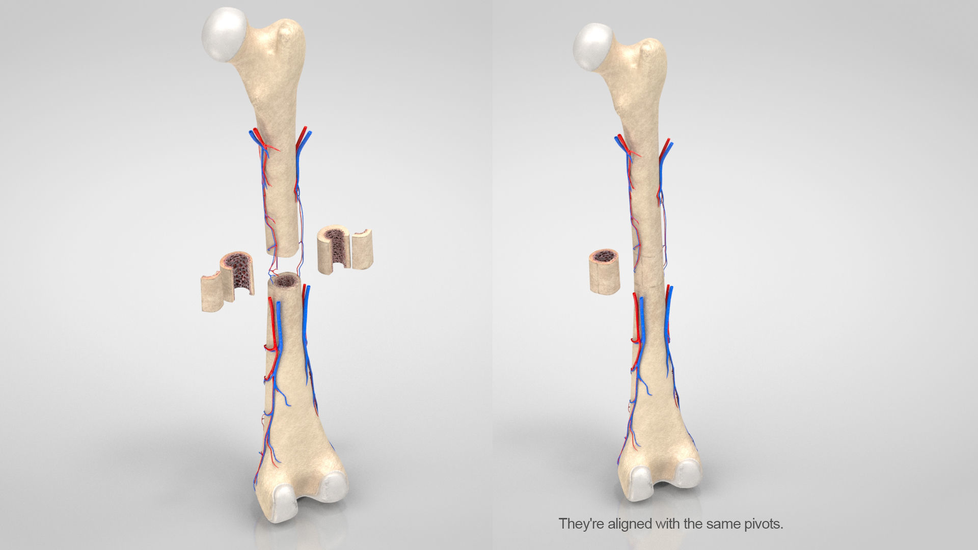 Bone with Healthy and osteoporotic section Anatomy 3D model | CGTrader