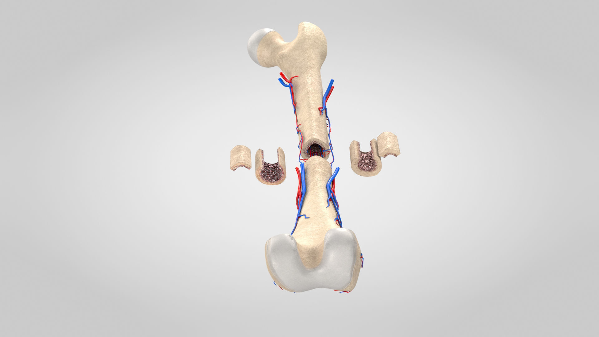 Bone with Healthy and osteoporotic section Anatomy 3D model | CGTrader