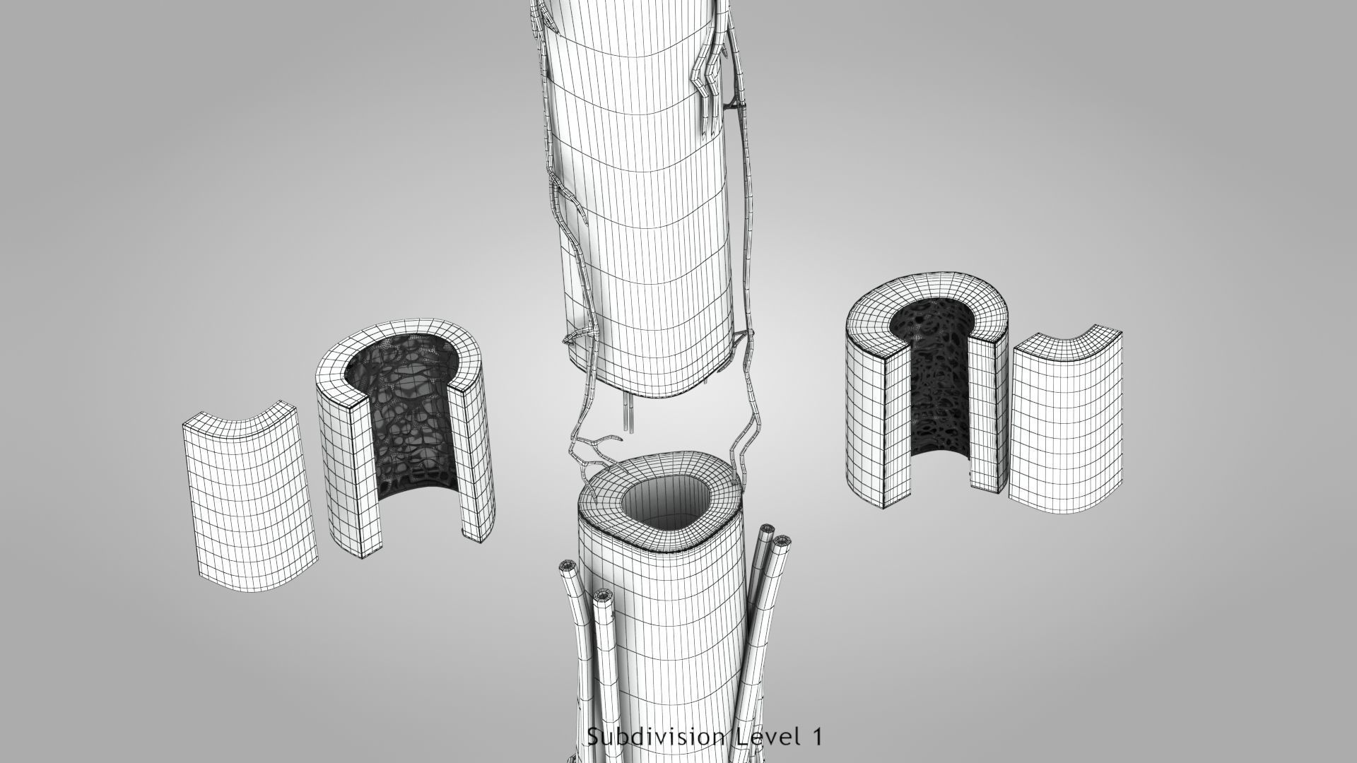 Bone with Healthy and osteoporotic section Anatomy 3D model | CGTrader