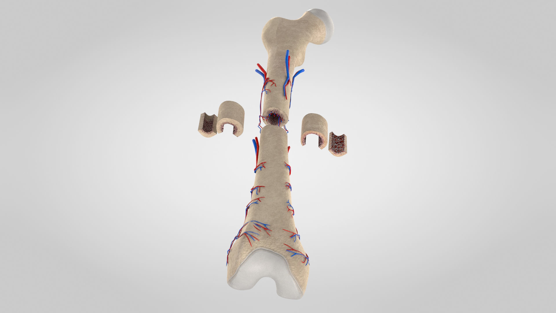 Bone with Healthy and osteoporotic section Anatomy 3D model | CGTrader