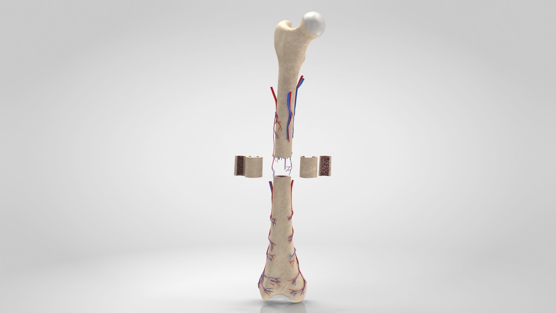 Bone with Healthy and osteoporotic section Anatomy 3D model | CGTrader