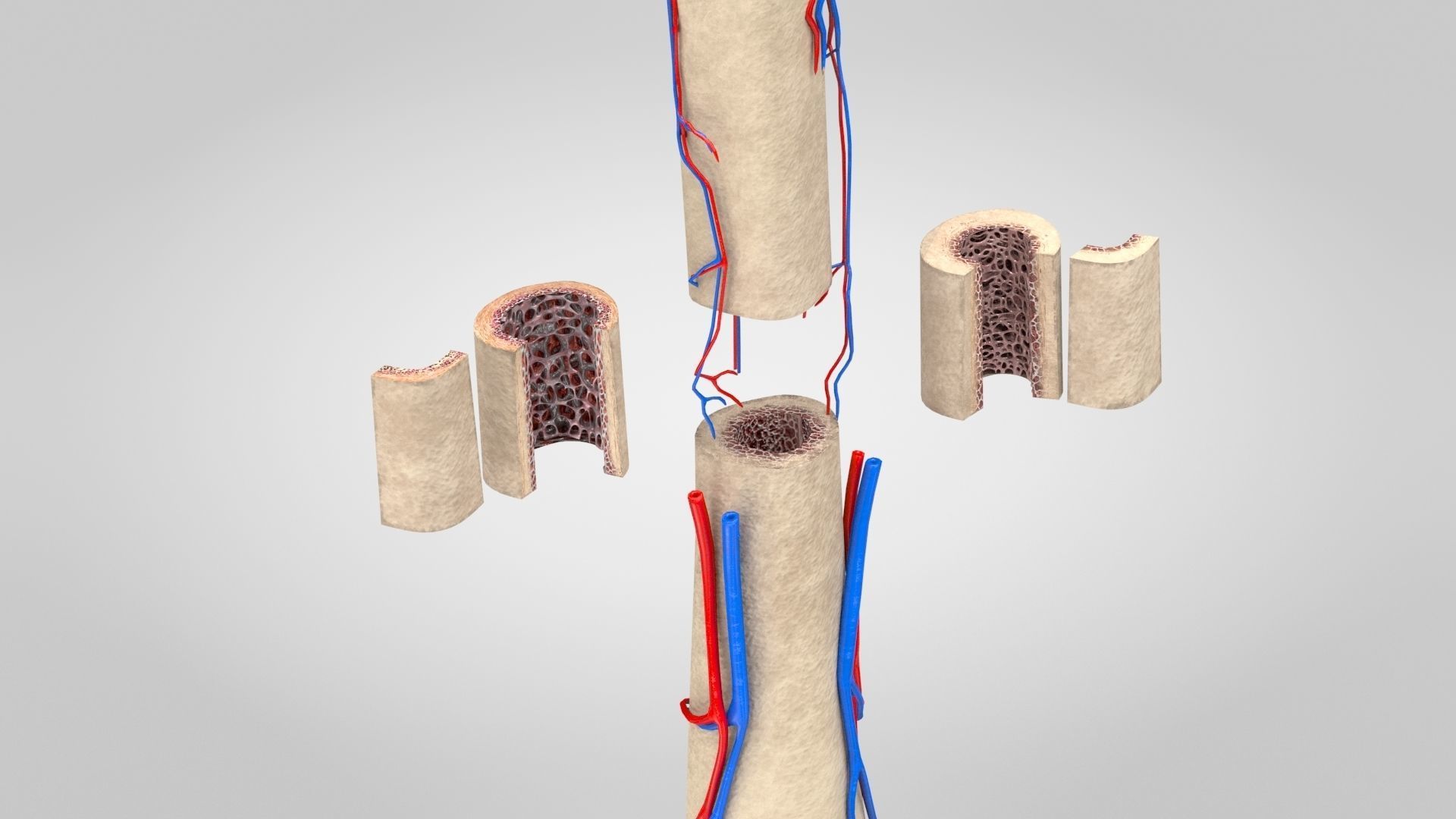 Bone with Healthy and osteoporotic section Anatomy 3D model | CGTrader