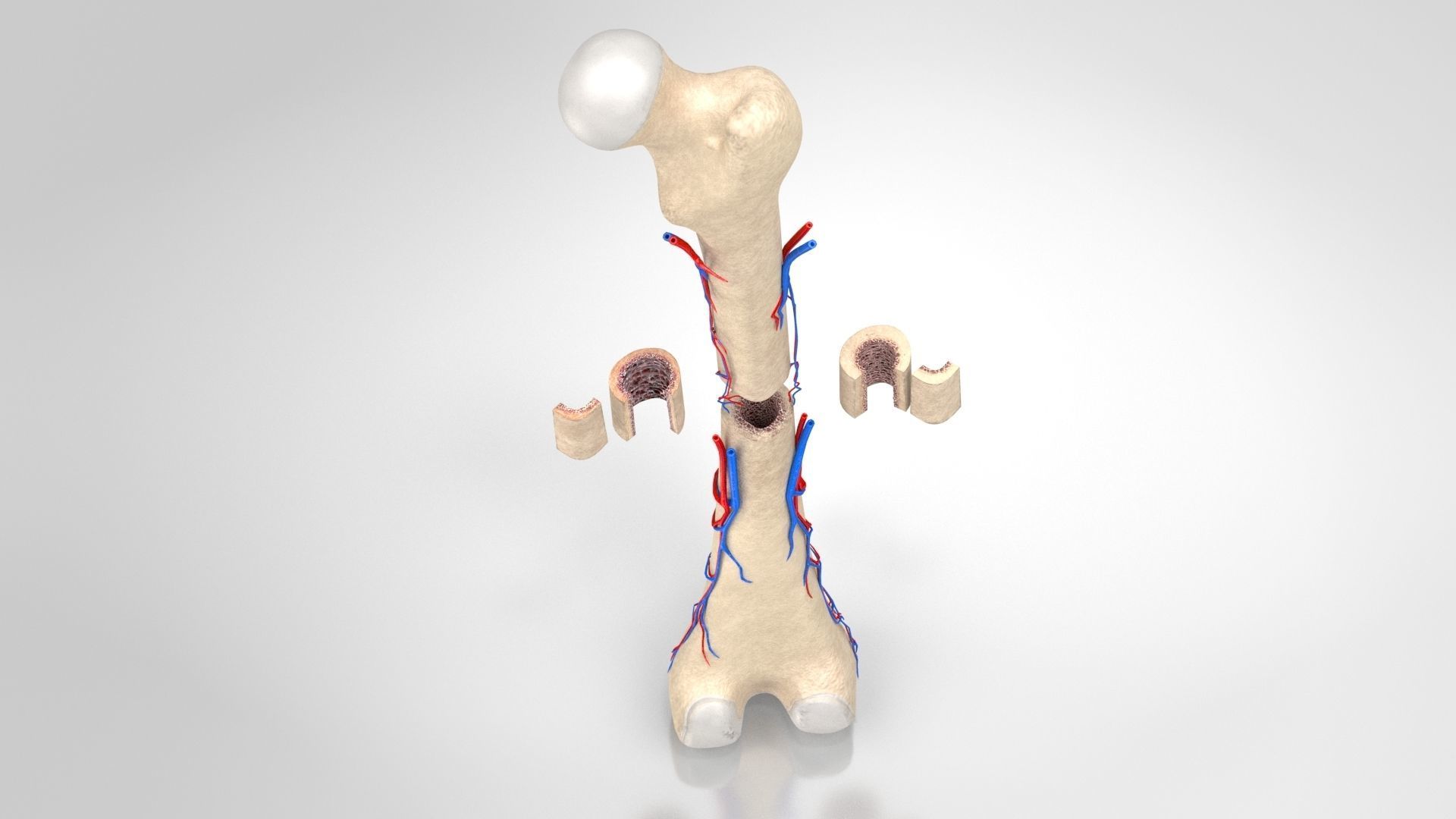 Bone with Healthy and osteoporotic section Anatomy 3D model | CGTrader