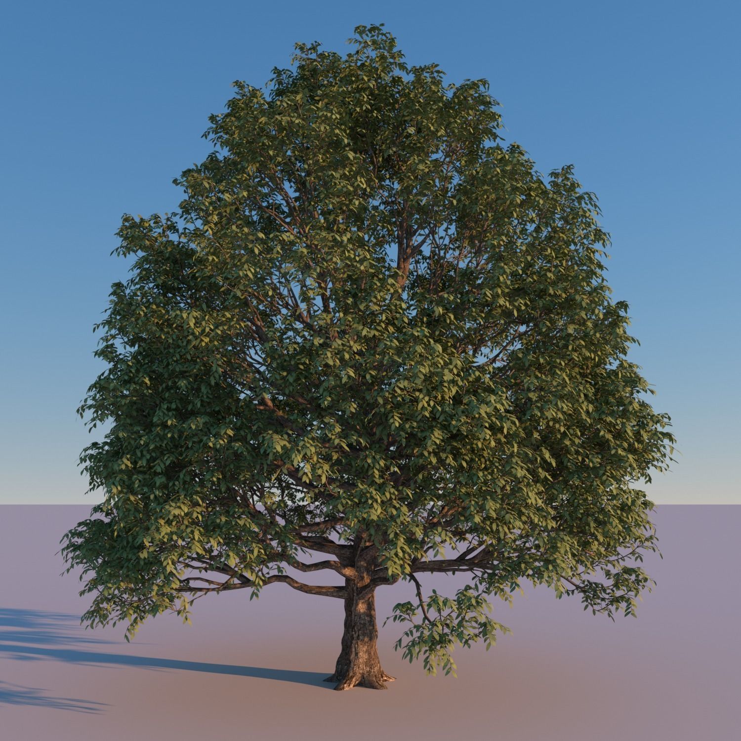 3 Trees 3D Model tree with leaves 3D model | CGTrader