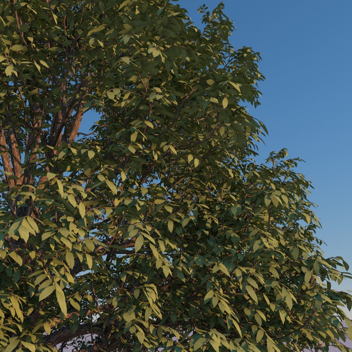 3 Trees 3D Model tree with leaves 3D model | CGTrader