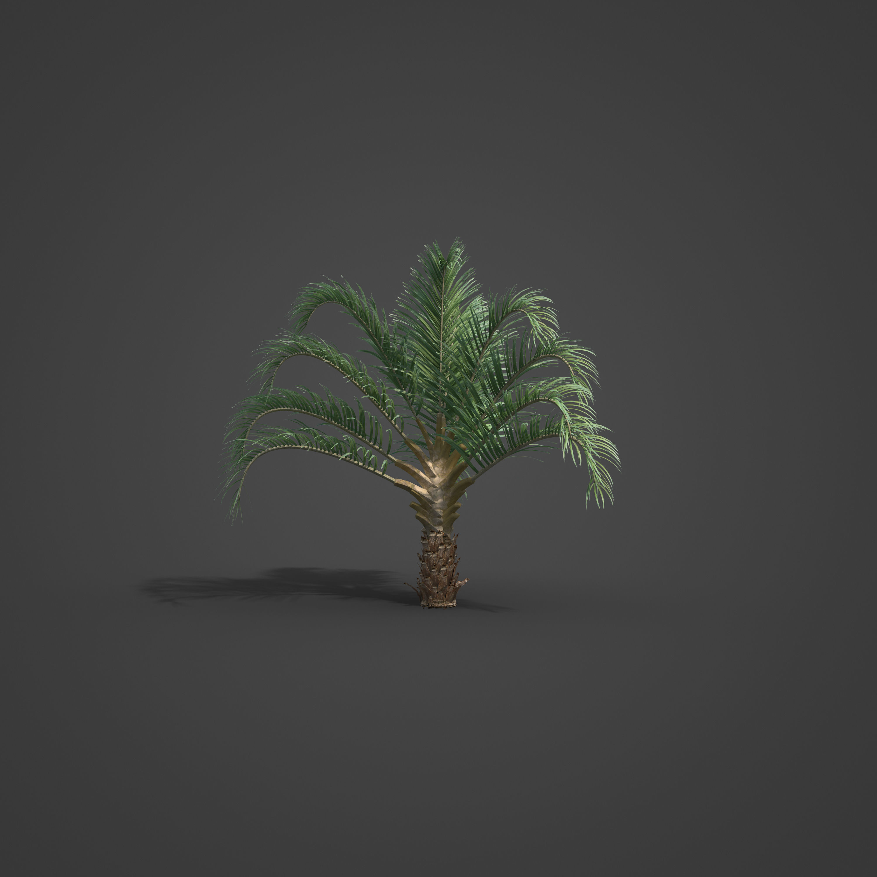 2021 PBR Triangle Palm Collection - Neodypsis Decaryi 3D model | CGTrader