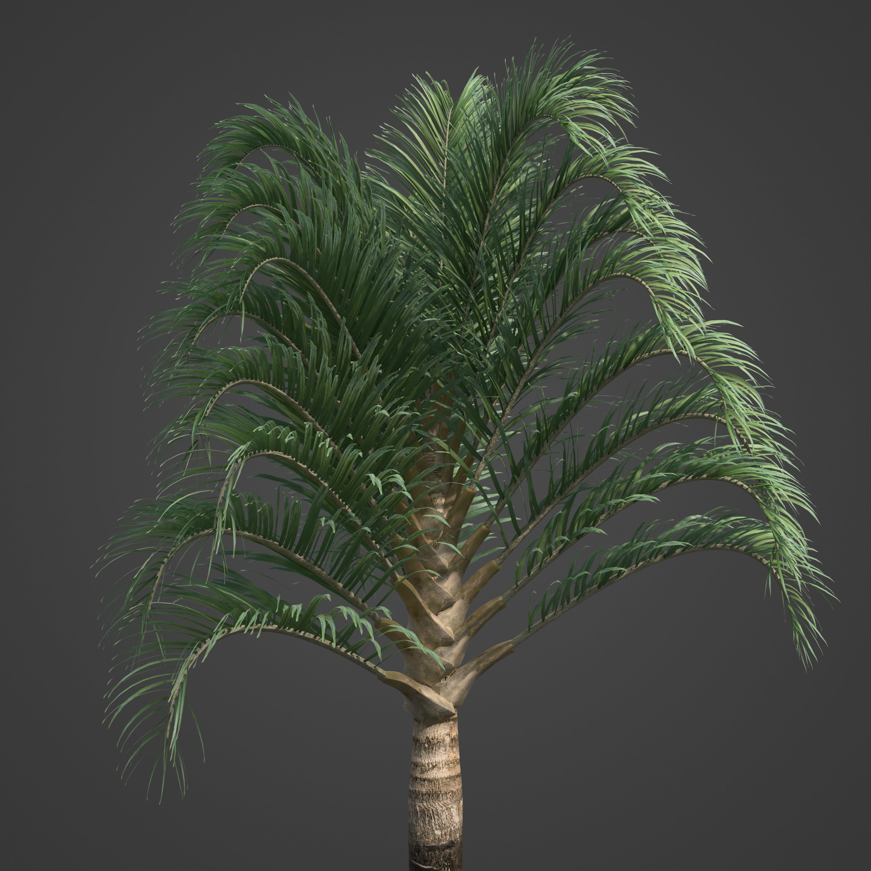 2021 PBR Triangle Palm Collection - Neodypsis Decaryi 3D model | CGTrader