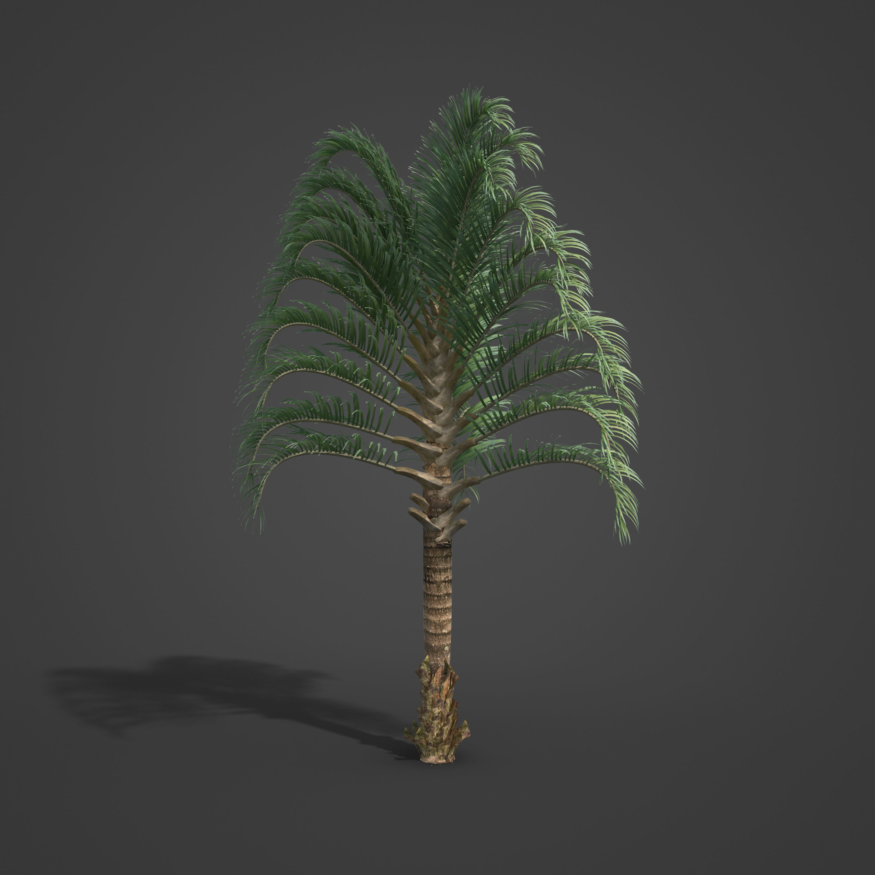 2021 PBR Triangle Palm Collection - Neodypsis Decaryi 3D model | CGTrader