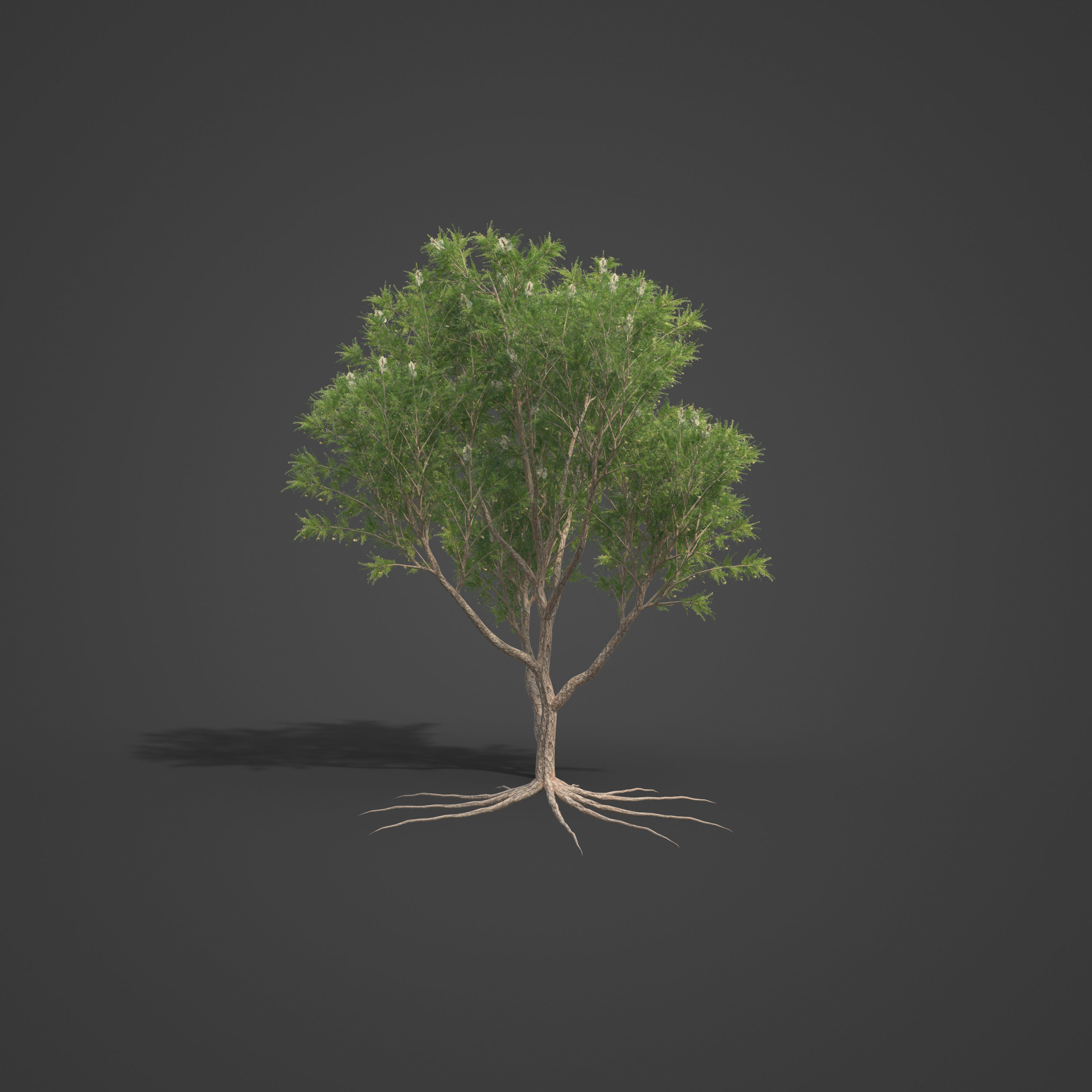 2021 PBR Tea Tree Collection - Melaleuca Alternifolia free 3D model ...