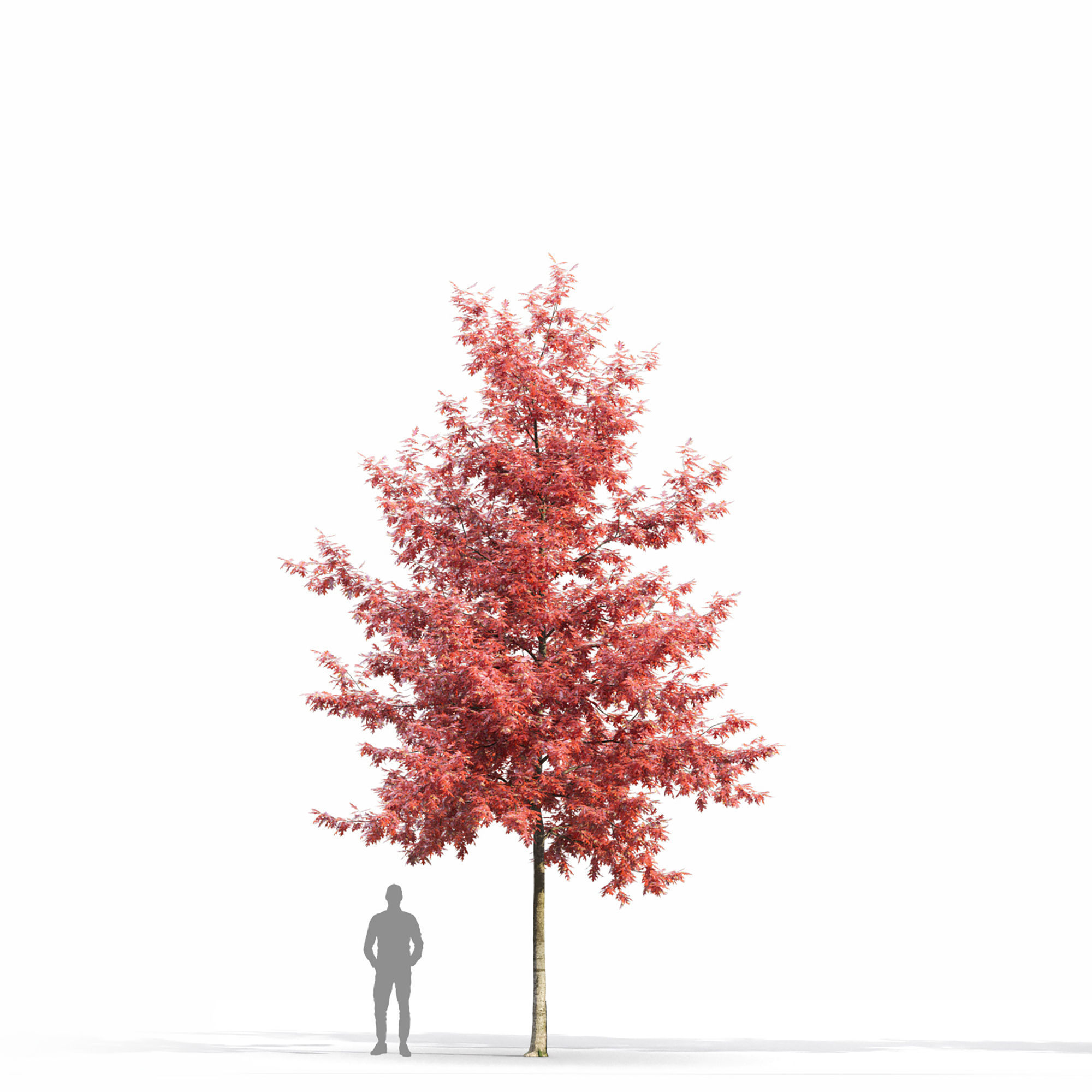 Quercus Rubra 01 3D model | CGTrader