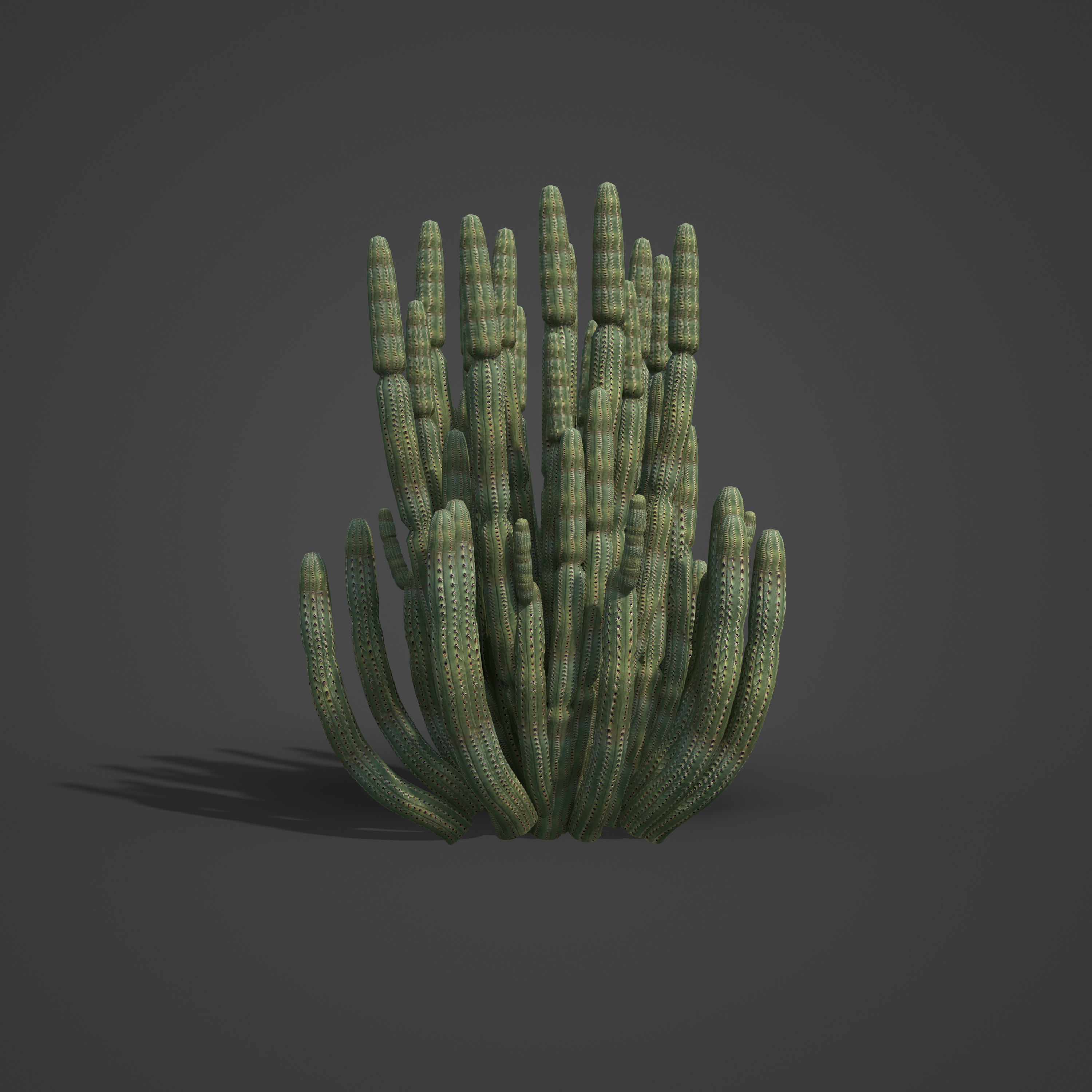 2021 PBR Organ Pipe Cactus Collection - Lemaireocereus Thurberi 3D ...
